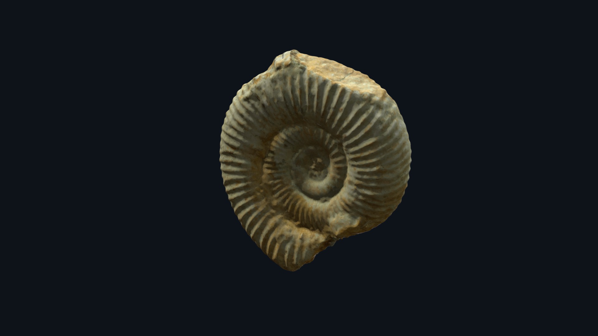 Dactylioceras holandrei - Buy Royalty Free 3D model by Shellie Luallin ...