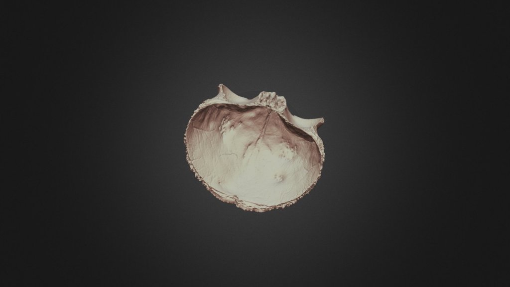 Human Frontal Bone - Download Free 3D model by UNCG Imaging Lab ...