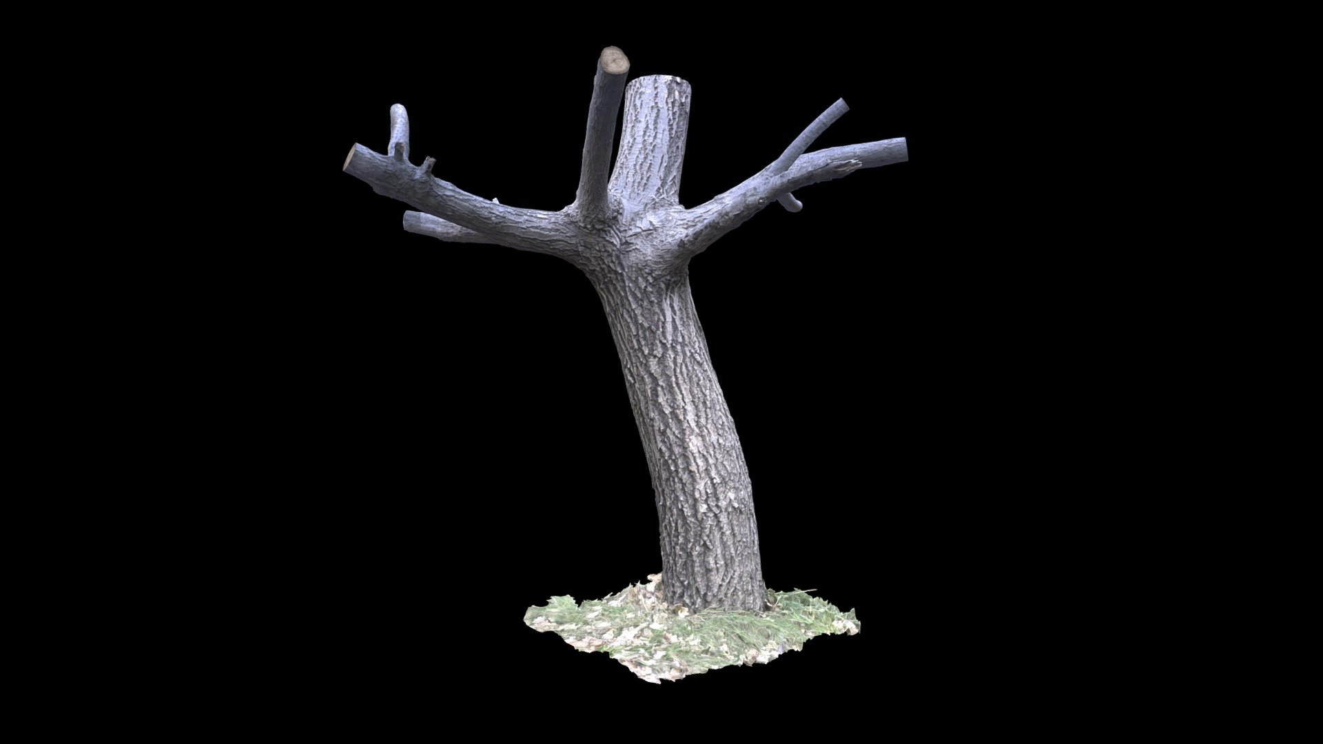 Tree Scan - Download Free 3D model by Gabo Gatchava (@g.ghatchava ...