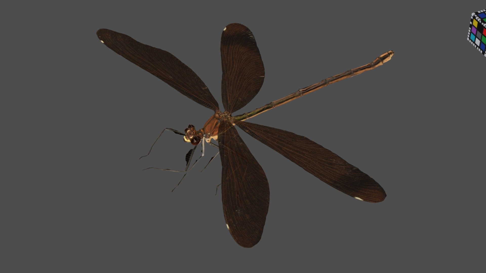 CC0 ミヤマカワトンボ ♀ Demoiselle Dragonfly - Download Free 3D model by ffish ...