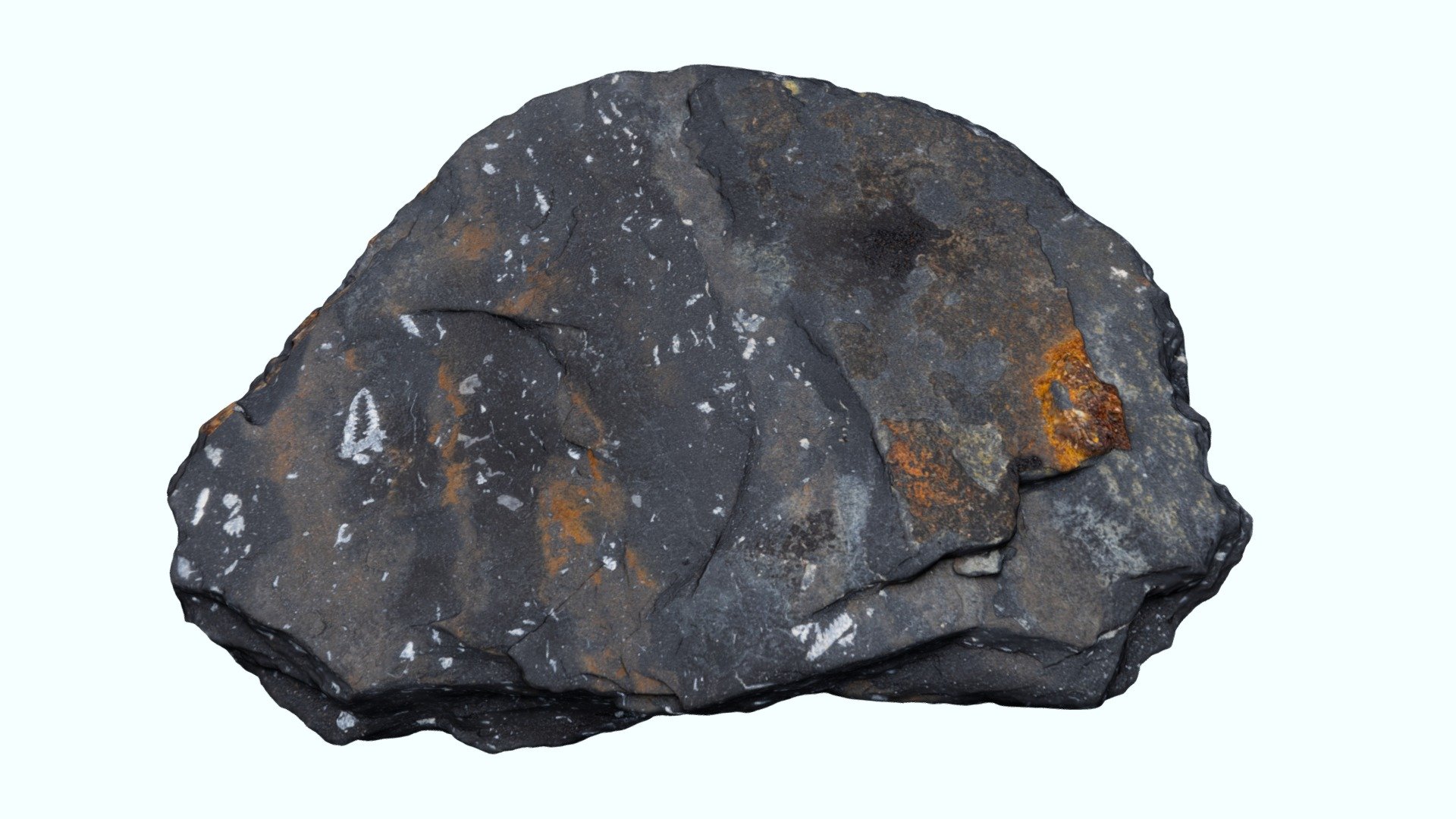 Argilite à graptolites - Download Free 3D model by Ecole Nationale ...