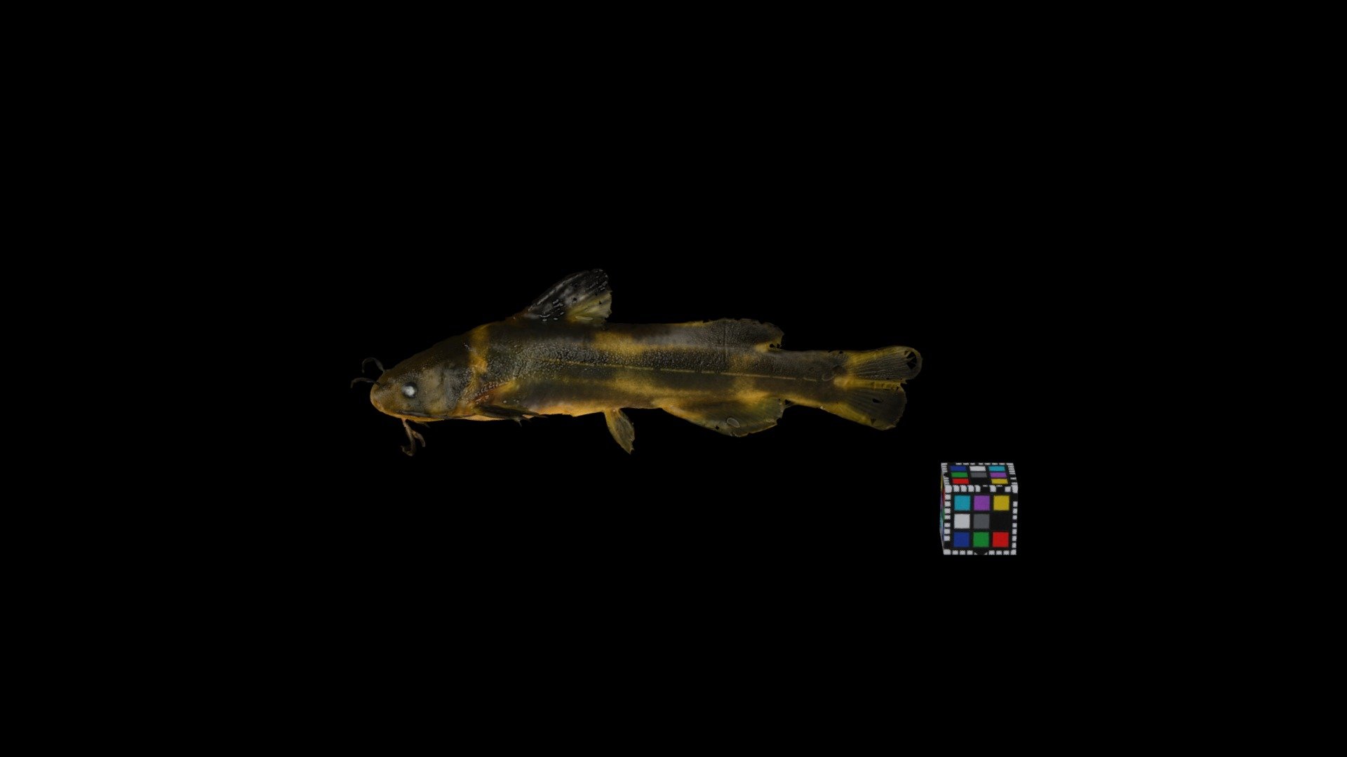アリアケギバチ Dwarf catfish, Pseudobagrus aurantiacus - Download Free 3D ...