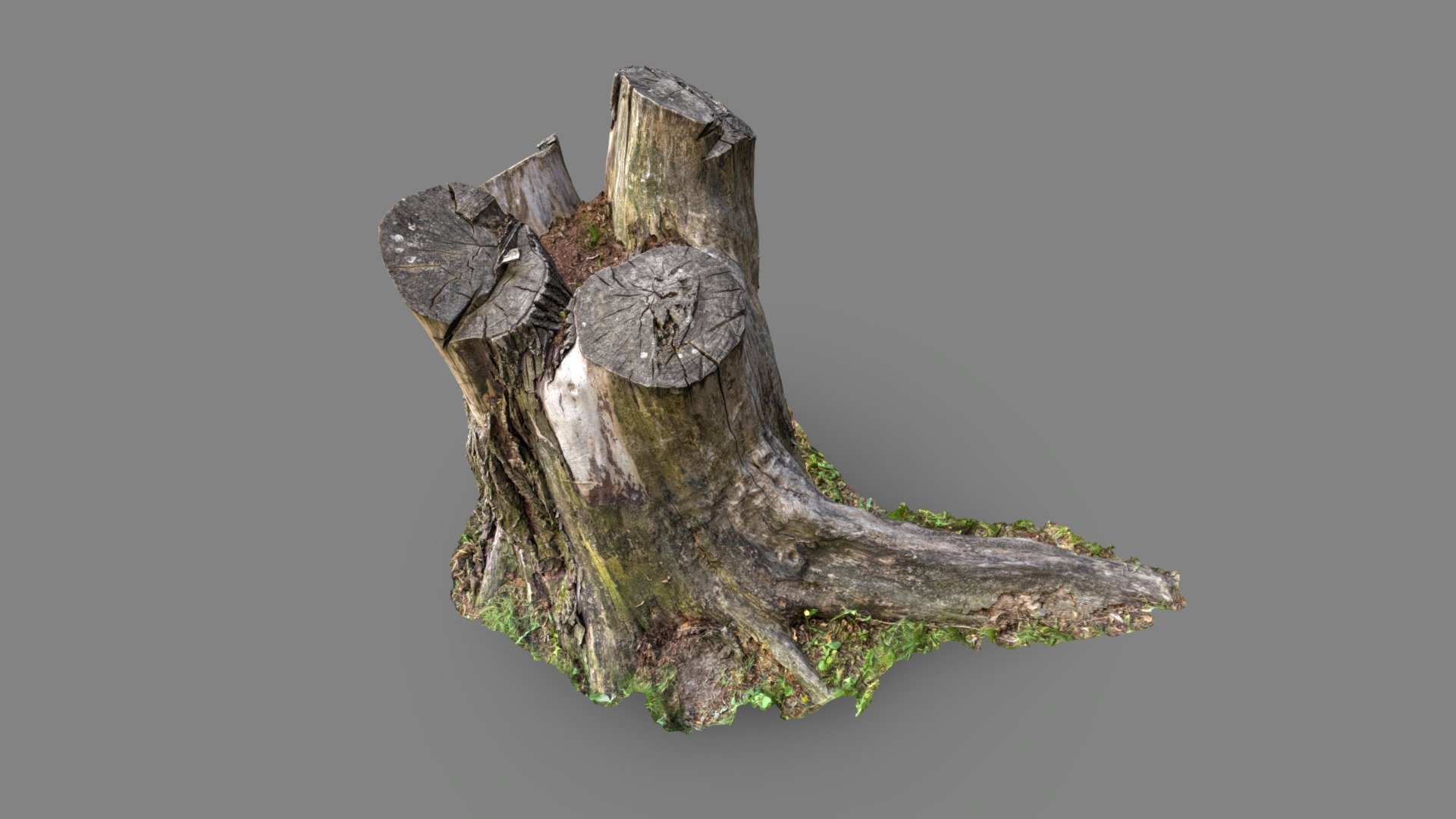 Tree stump 2 - 3D model by johnchop [dd4aca9] - Sketchfab