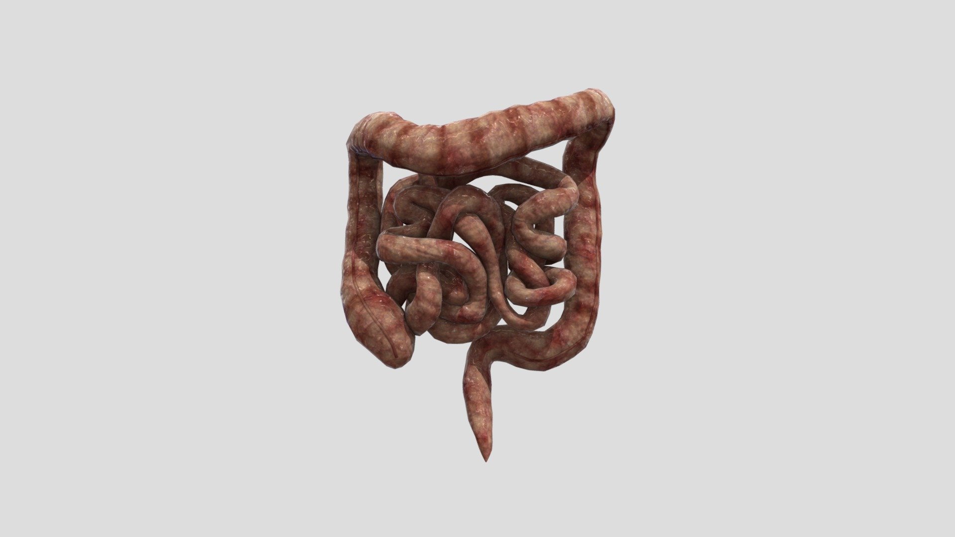 intestine - 3D model by Mesh21 [dd5a780] - Sketchfab