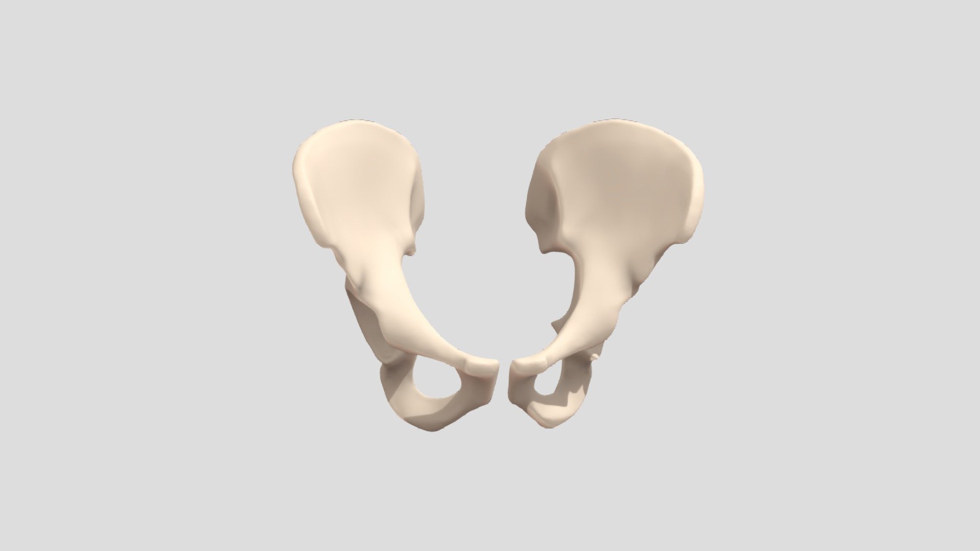 human pelvis - 3D model by splat (@metaphysicalspatula) [dd5b2ec ...