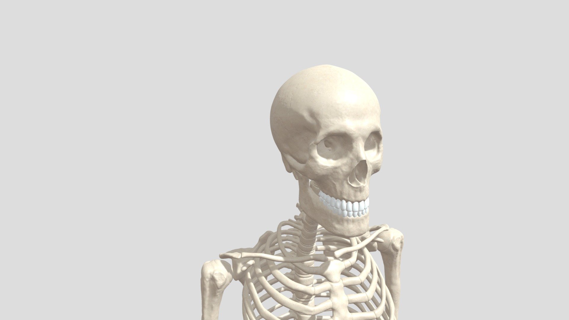 Skeleton02(SKETCHFAB) - Download Free 3D model by aniemchick [dd5b386] - Sketchfab