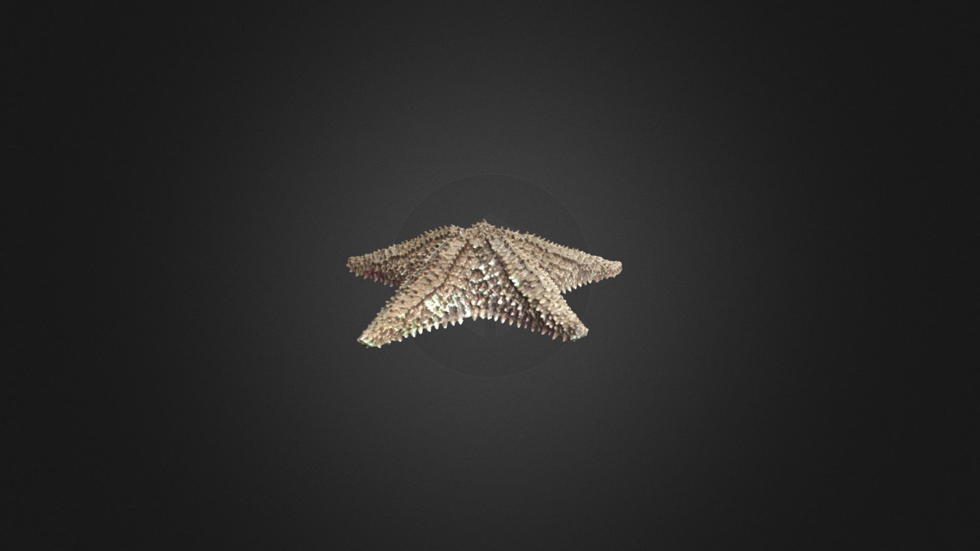 Starfish 3D Scan - 3D model by Cirrus.Pruchnicki [dd5bff2] - Sketchfab