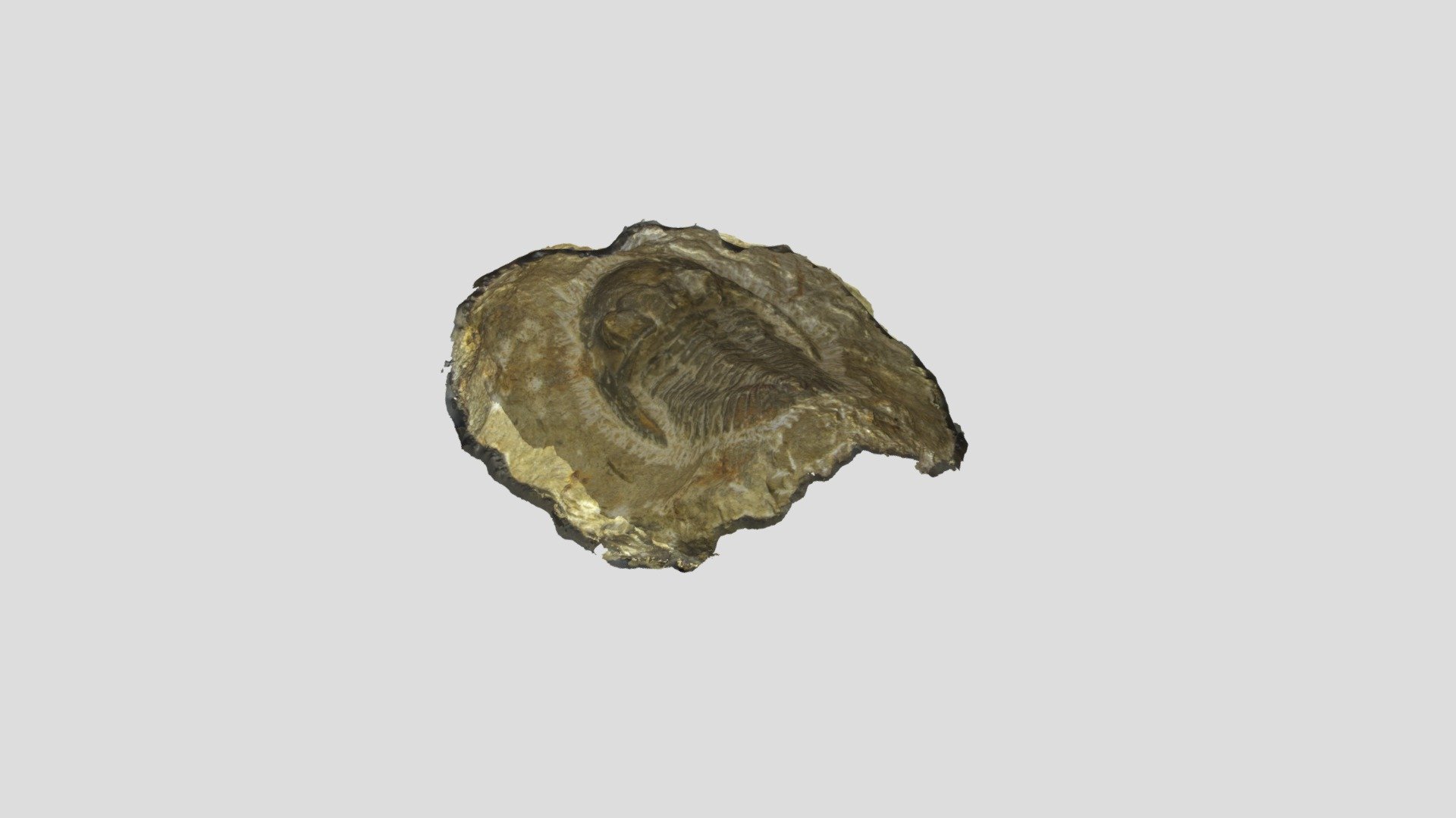 Unknown Specimen - Download Free 3D model by BenkerGeoSci [dd5d8c4 ...