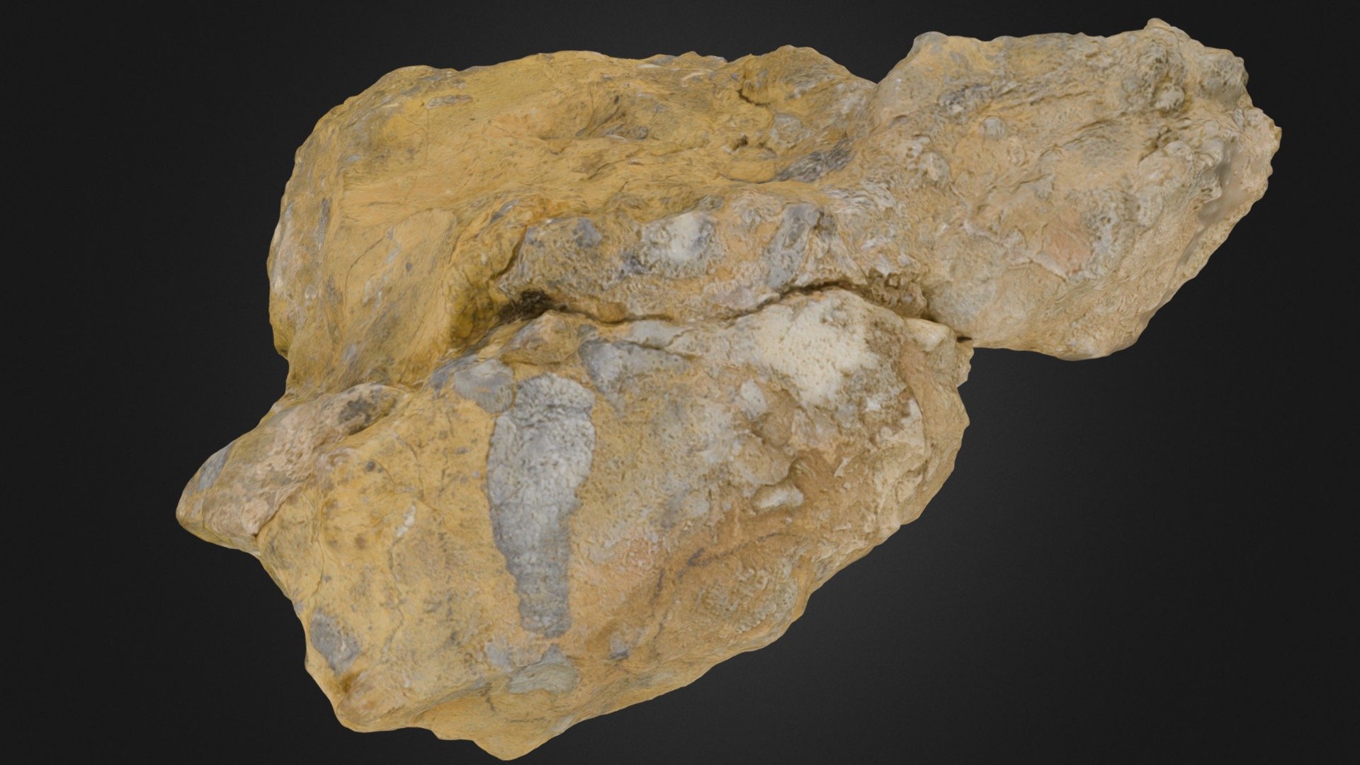 Archaeocyatha - Download Free 3D model by Jonathan Marcot (@jmarcot ...