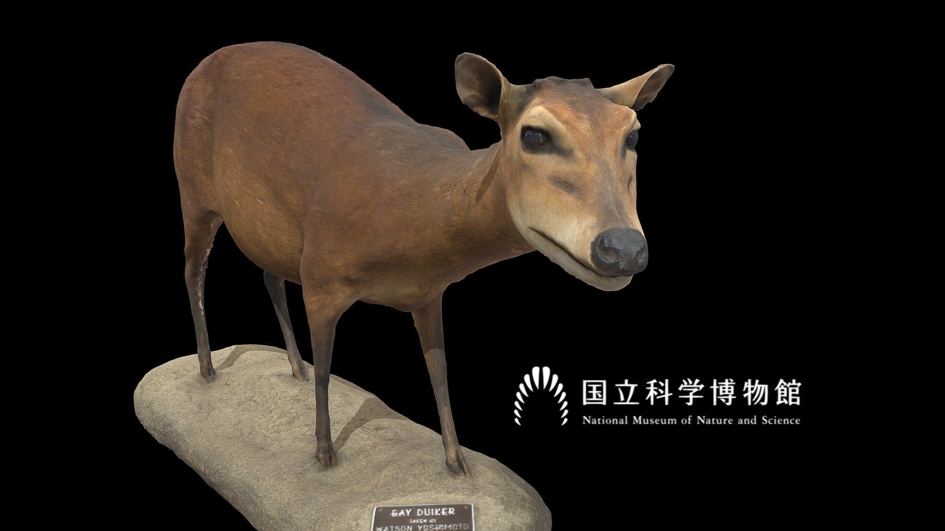 NSMT-M_32123_Bay_Duiker_(Taxidemy) - 3D model by KAHAKU_3D [dd67722 ...