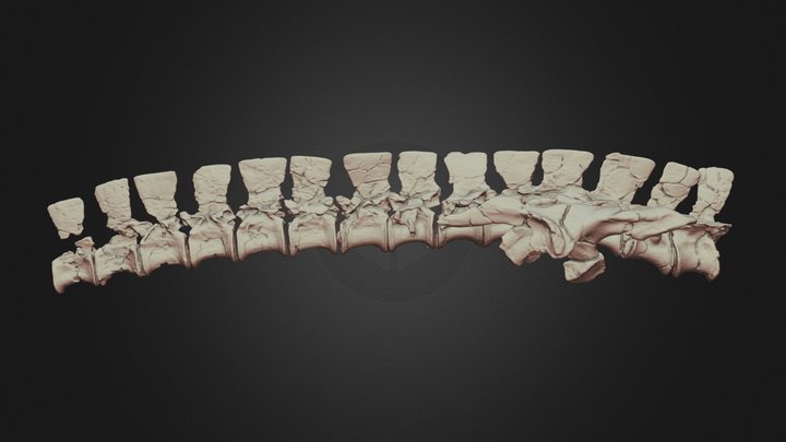 Fossil 3D models - Sketchfab