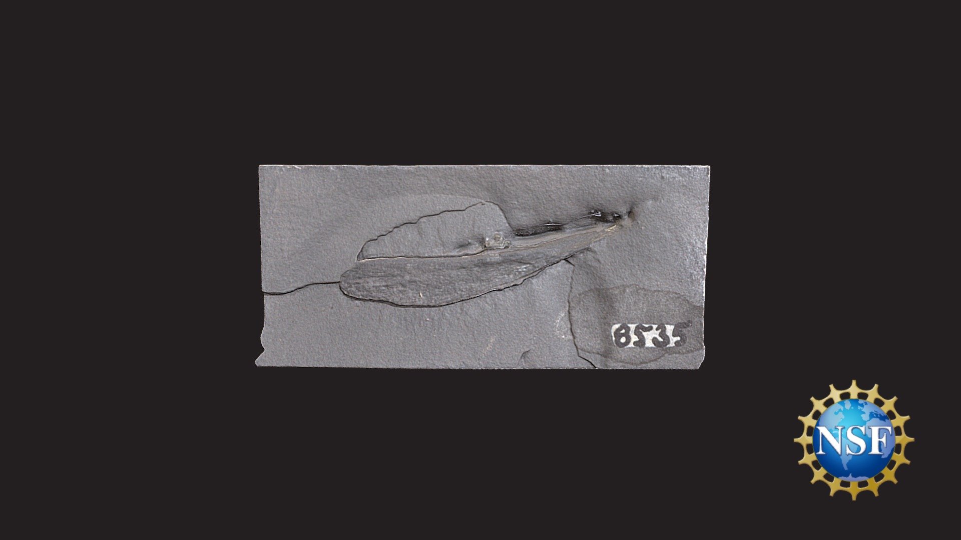 CMNH 8535 Micro Arthrodire Infragnathal - 3D model by Cleveland Museum ...