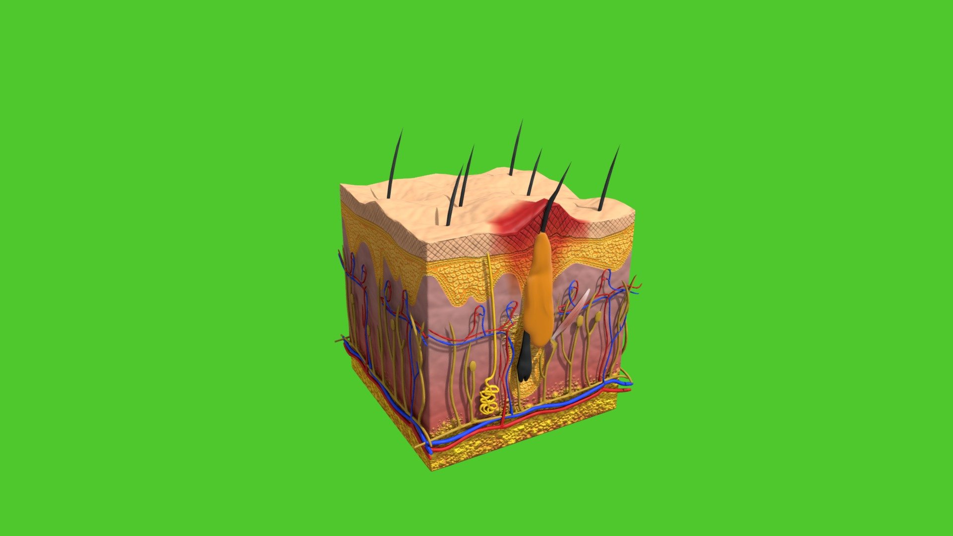 acen_skin - Download Free 3D model by ap-school [dd6cc3b] - Sketchfab