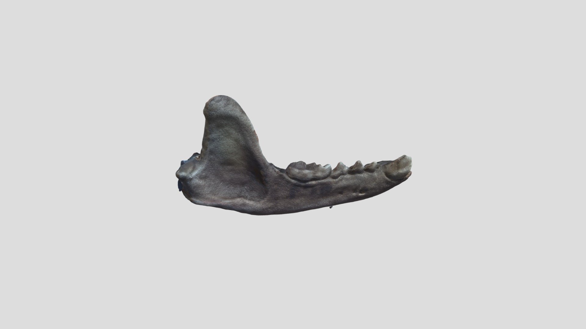 Badger (Meles meles) Partial Jaw - Colour - Download Free 3D model by ...