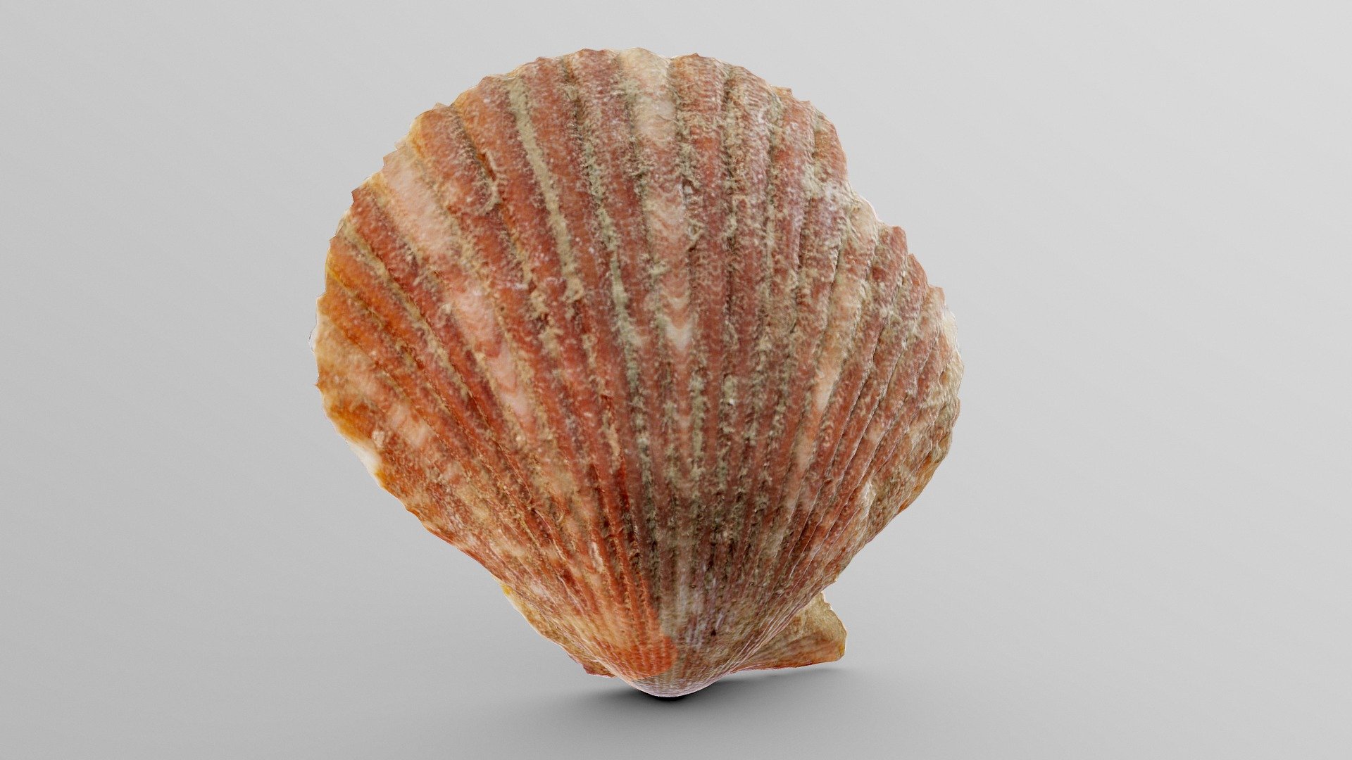 Scallop Sea Shell - Buy Royalty Free 3D model by Drakery [dd75760 ...