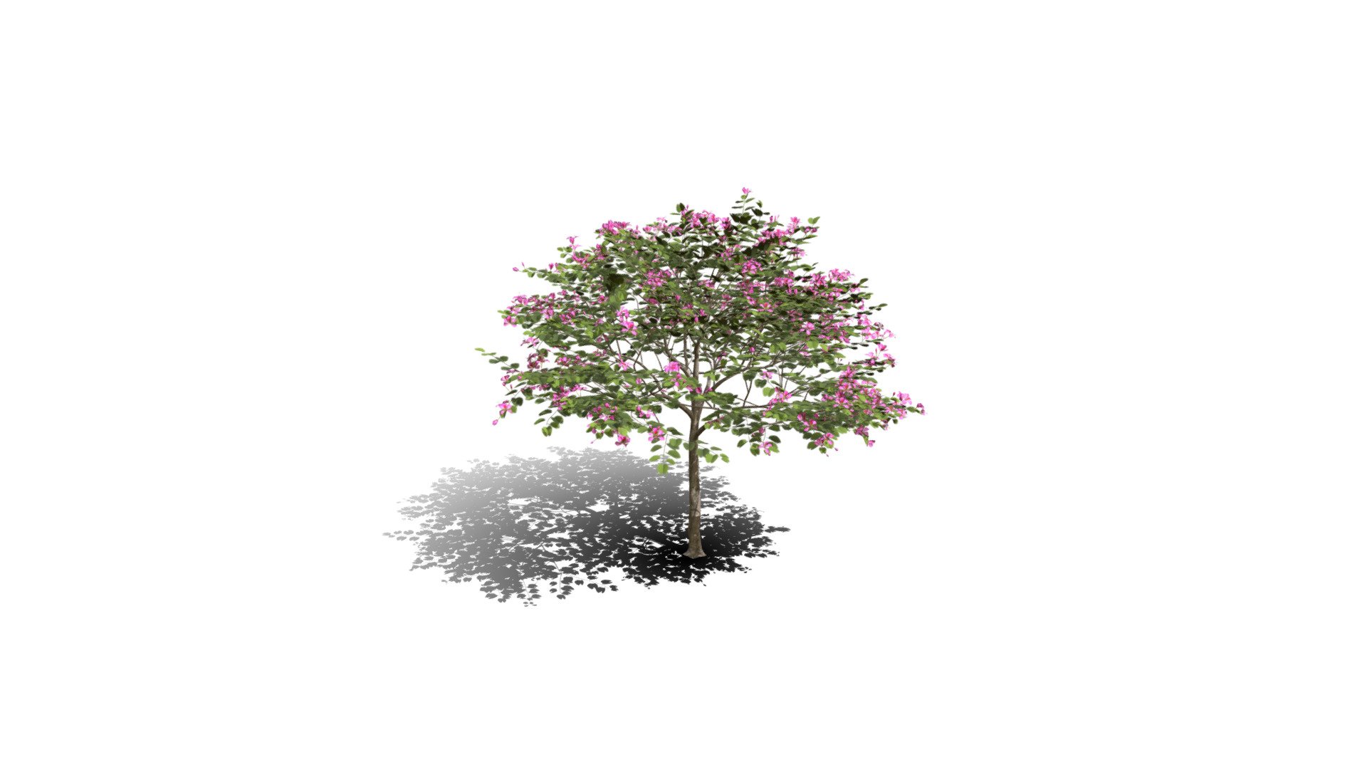 Realistic HD Hong Kong orchid tree (8/40) - Download Free 3D model by ...
