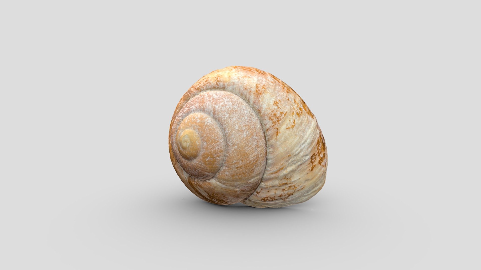 Snail Shell 03 Photos - 3D model by redhaus [dd800ad] - Sketchfab