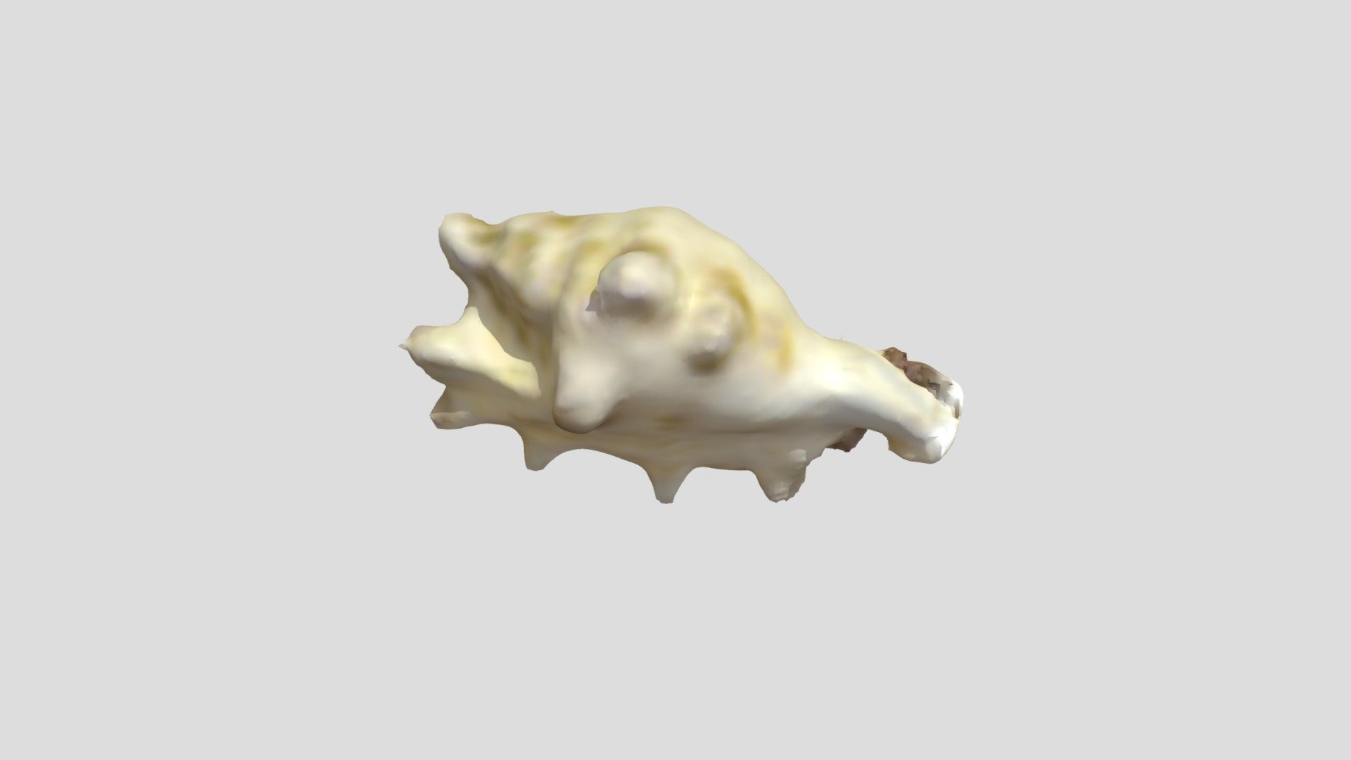 Spider Conch Shell Scan 2 - 3D model by Julia Esteibar (@esteibar ...