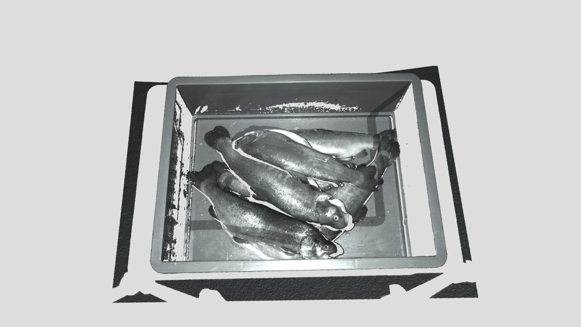 3D Scan: Fish - 3D model by Photoneo [dd83830] - Sketchfab