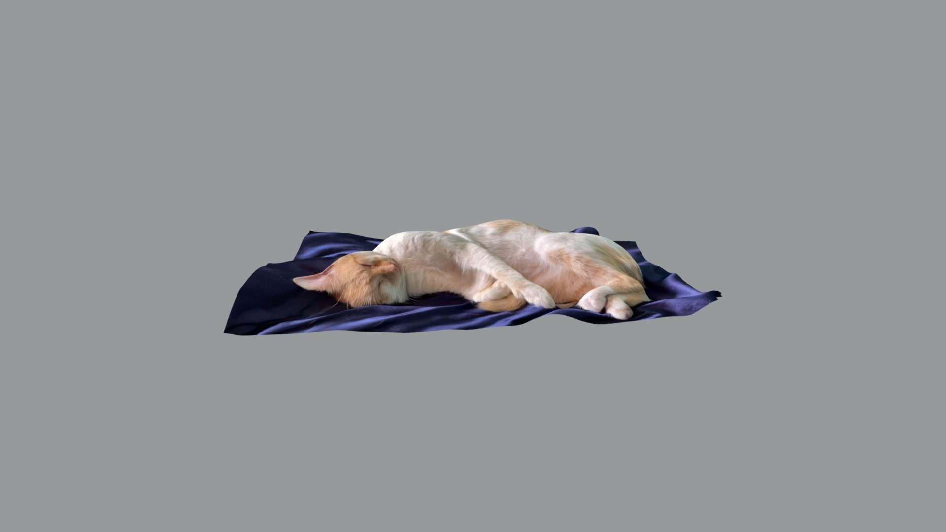 Cat scan with lidar - Download Free 3D model by nyarierik1231 [dd88906 ...
