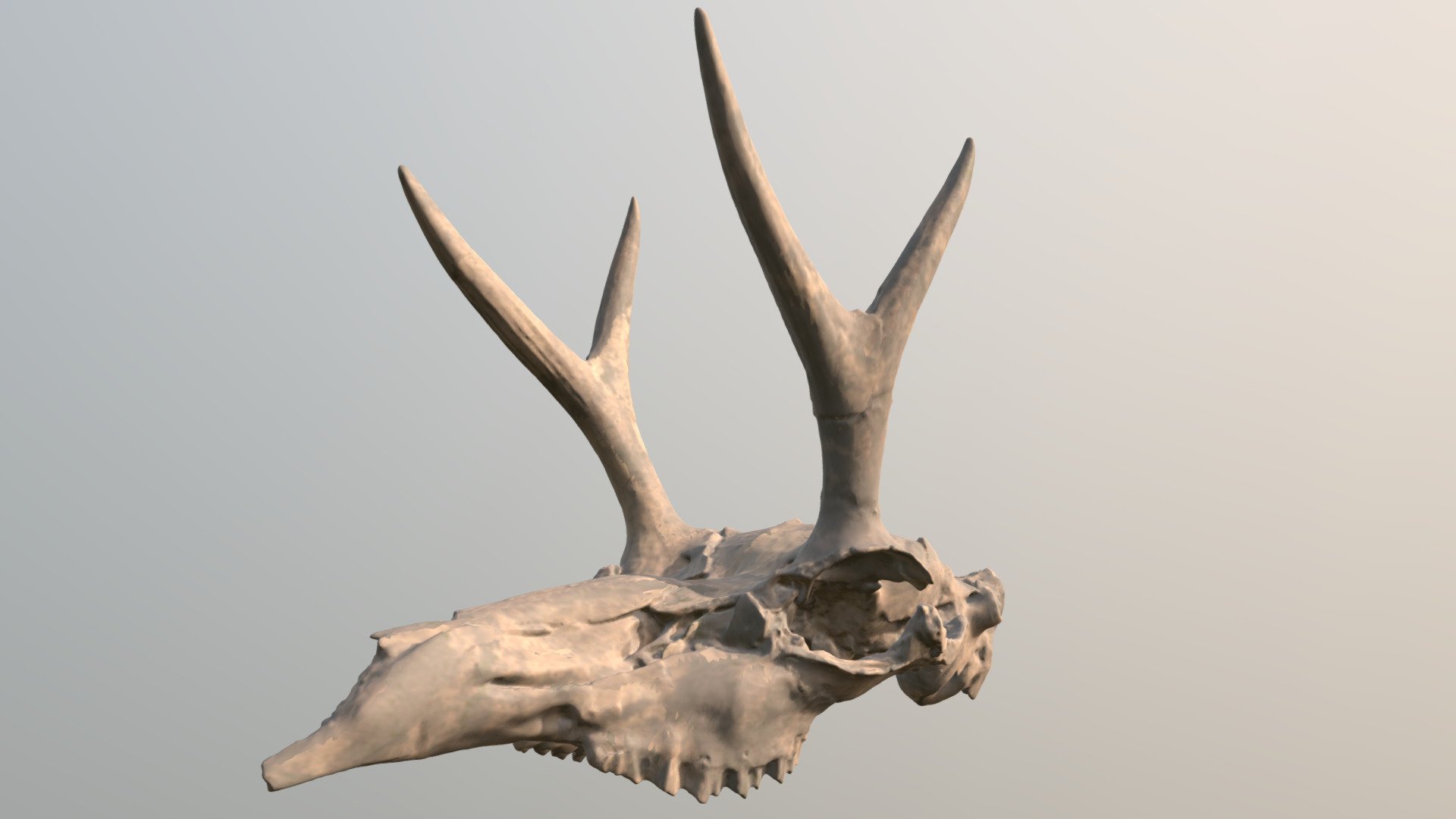 Merycodus Skull - 3D model by Nebraska Public Media ...