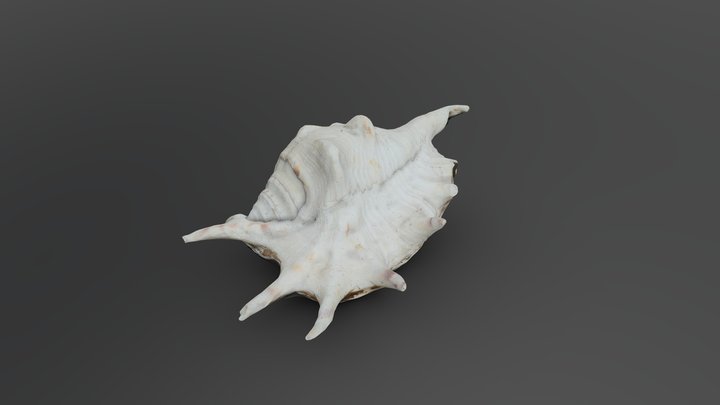 Conch 3D models - Sketchfab
