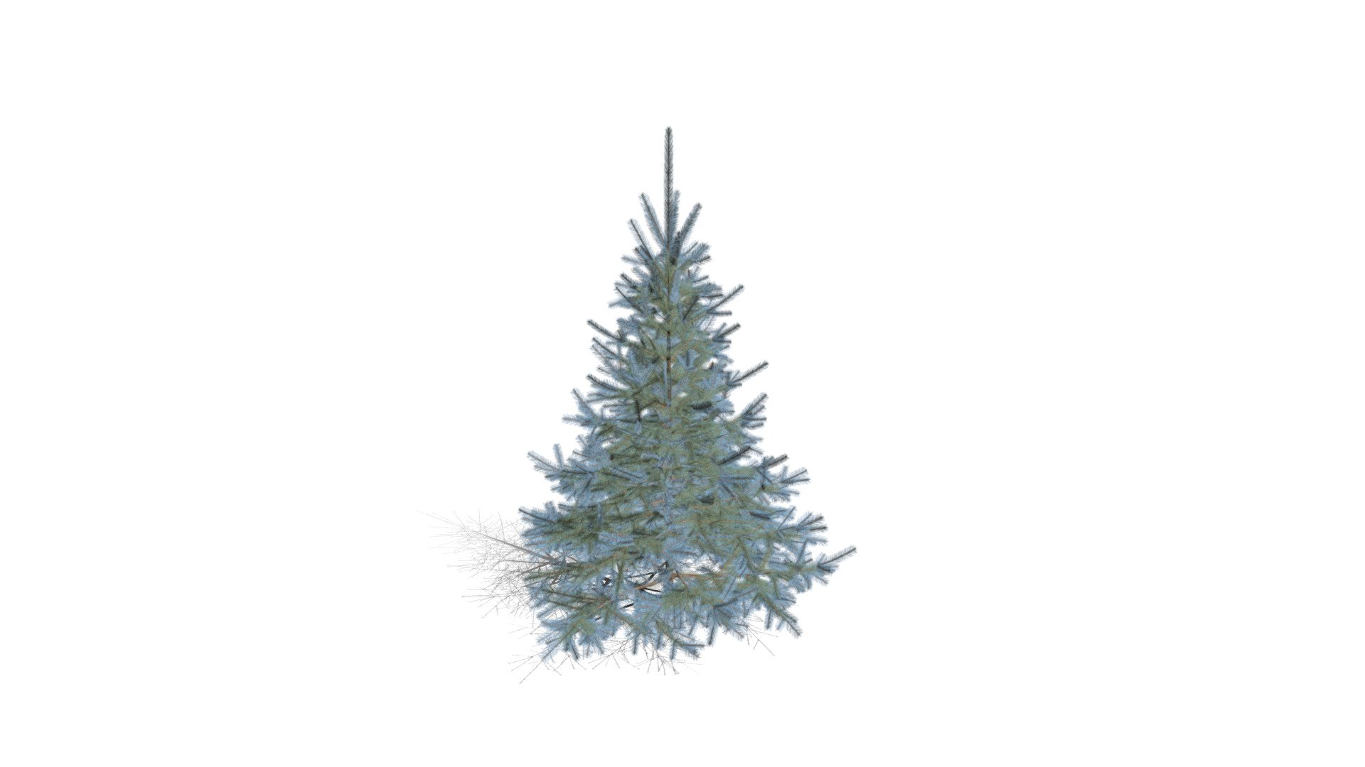 Realistic HD Colorado Blue spruce (1/43) - Buy Royalty Free 3D model by ...