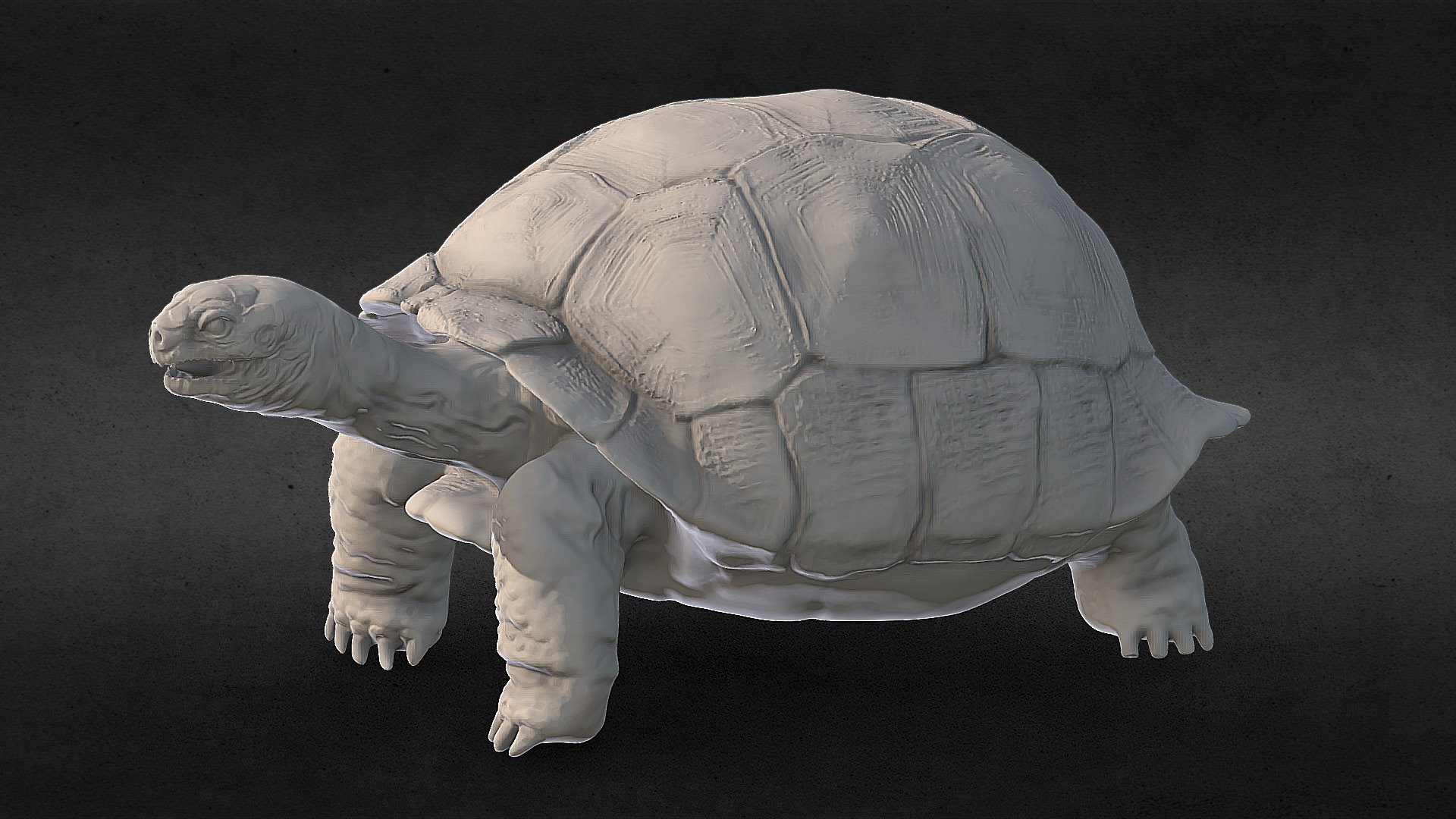 tortoise - 3D model by HAYDAN9999 [dd927ad] - Sketchfab