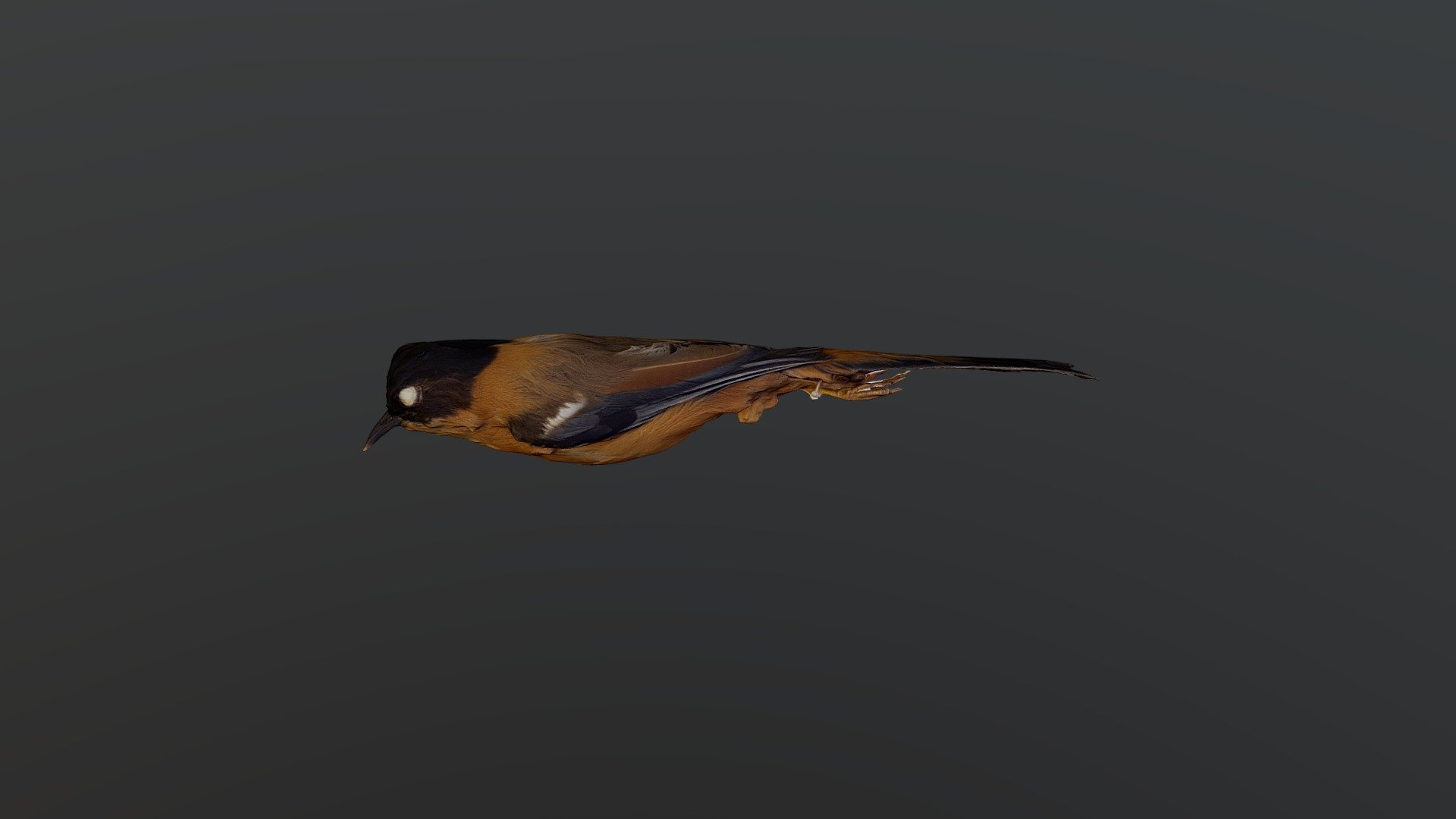 Rufous Sibia - Heterophasia capistrata - Download Free 3D model by ...