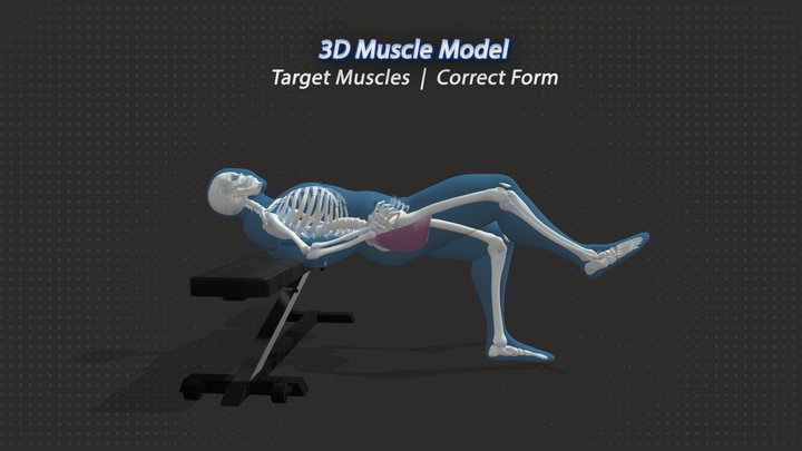 Hips 3D models - Sketchfab