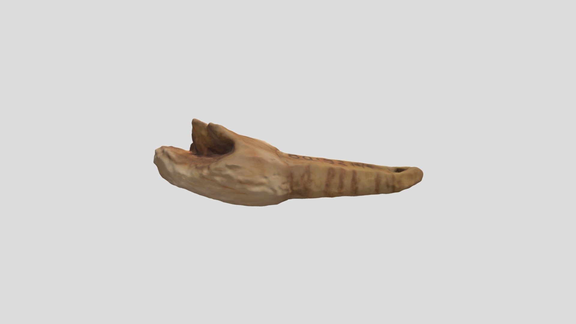 Perforated animal tooth from Kendrick’s Cave - 3D model by Amgueddfa ...