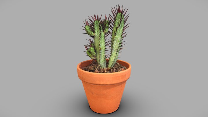 Plant-scan 3D models - Sketchfab
