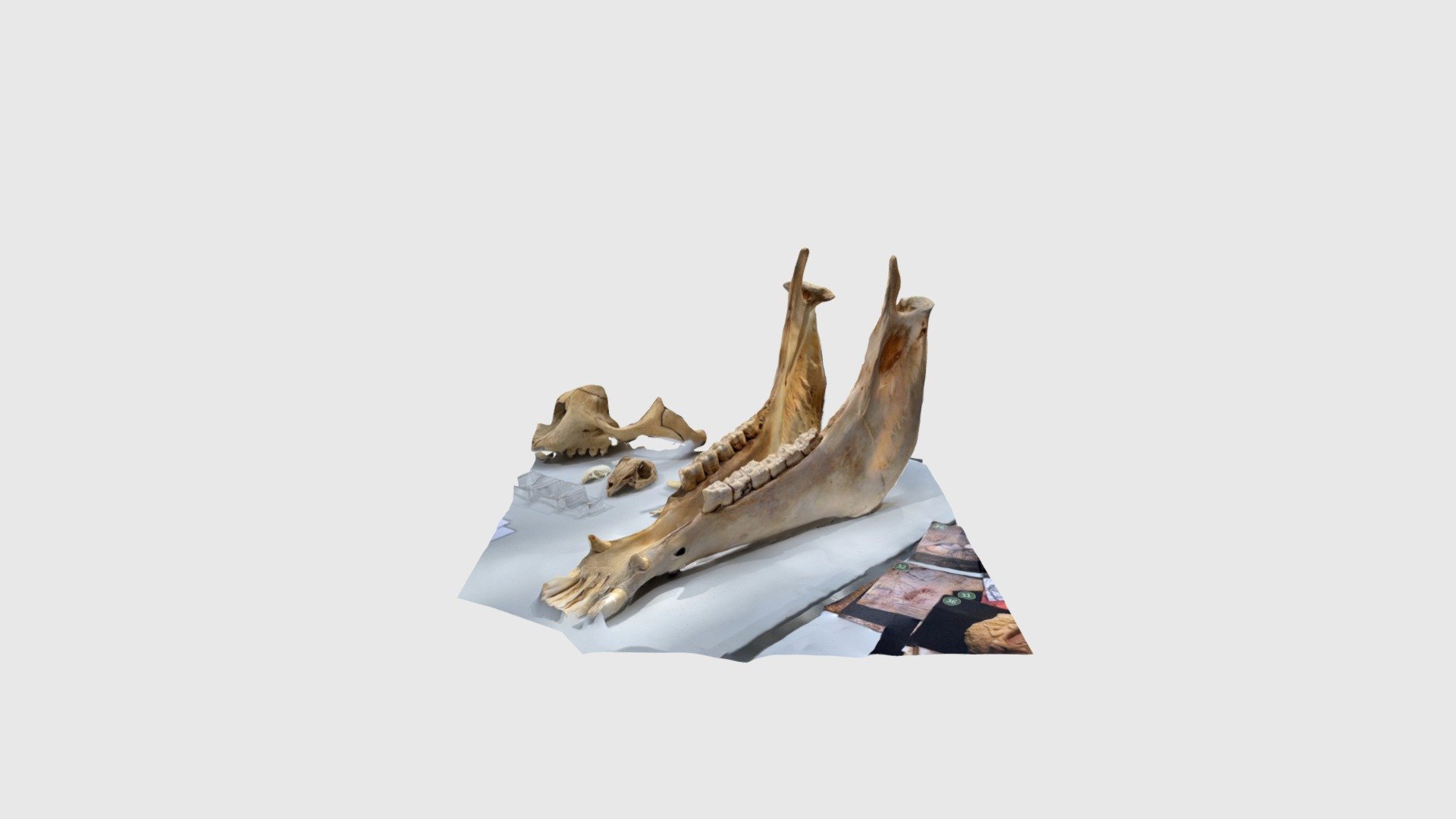 Fauna - Download Free 3D model by gvsigmac [ddb55ec] - Sketchfab