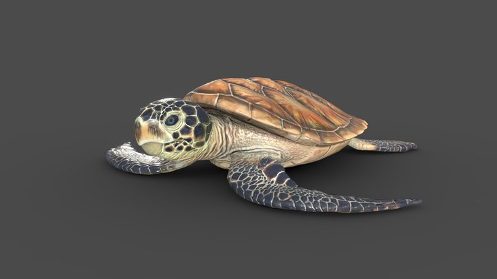 Turtle 3D models - Sketchfab