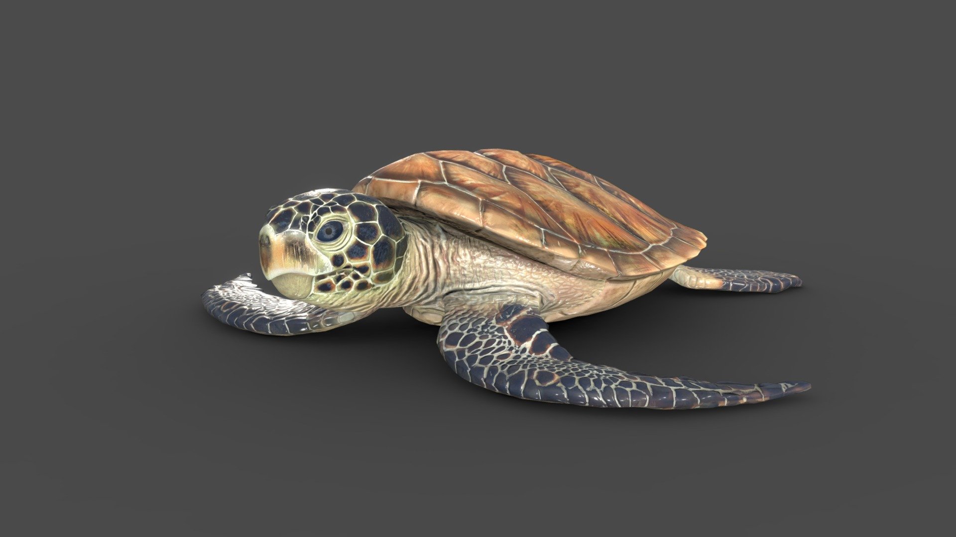 Sea Turtle - Download Free 3D model by Ignas (@Ignas3D) [ddb6789 ...
