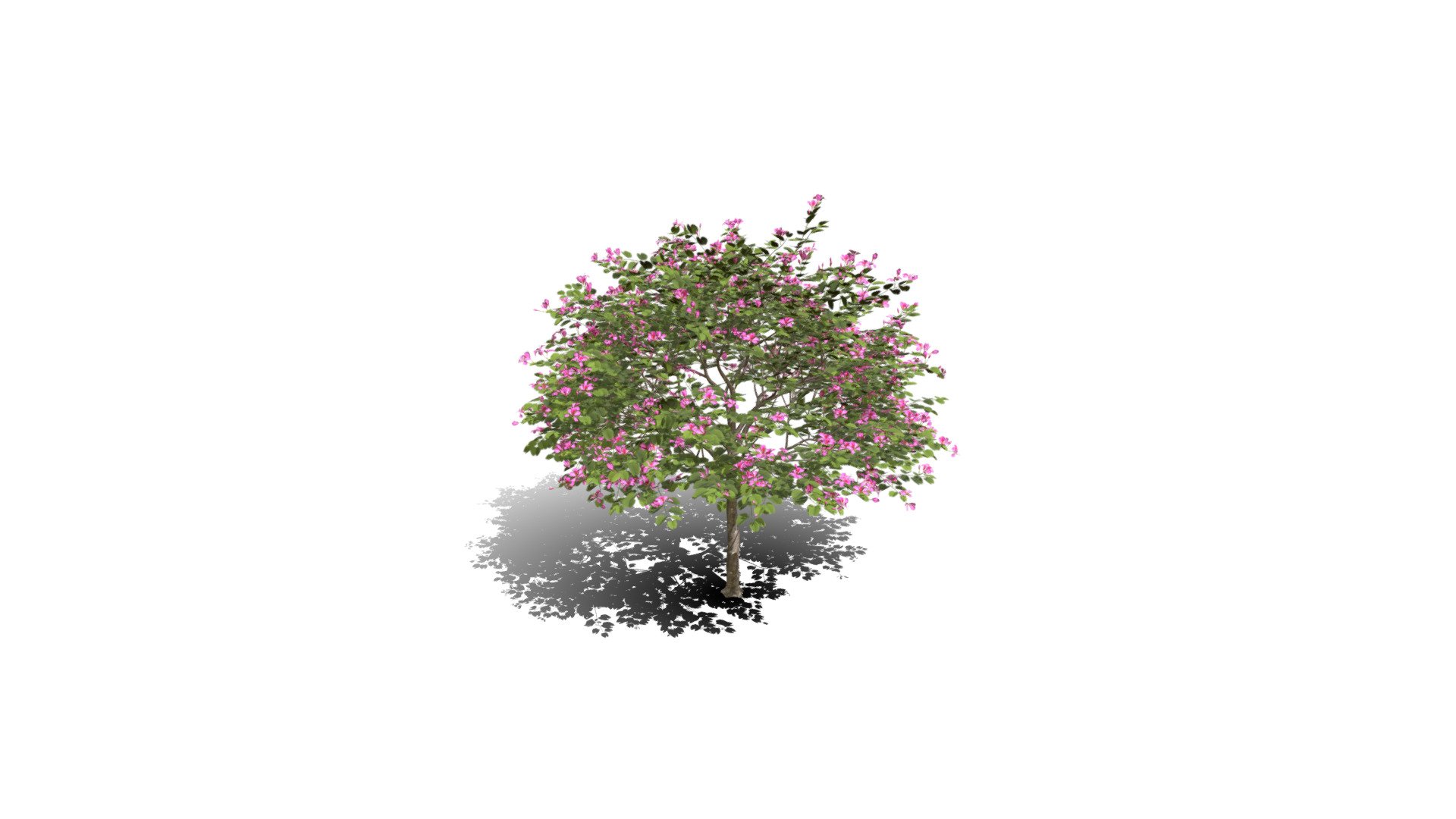 Realistic HD Hong Kong orchid tree (3/40) - Download Free 3D model by ...
