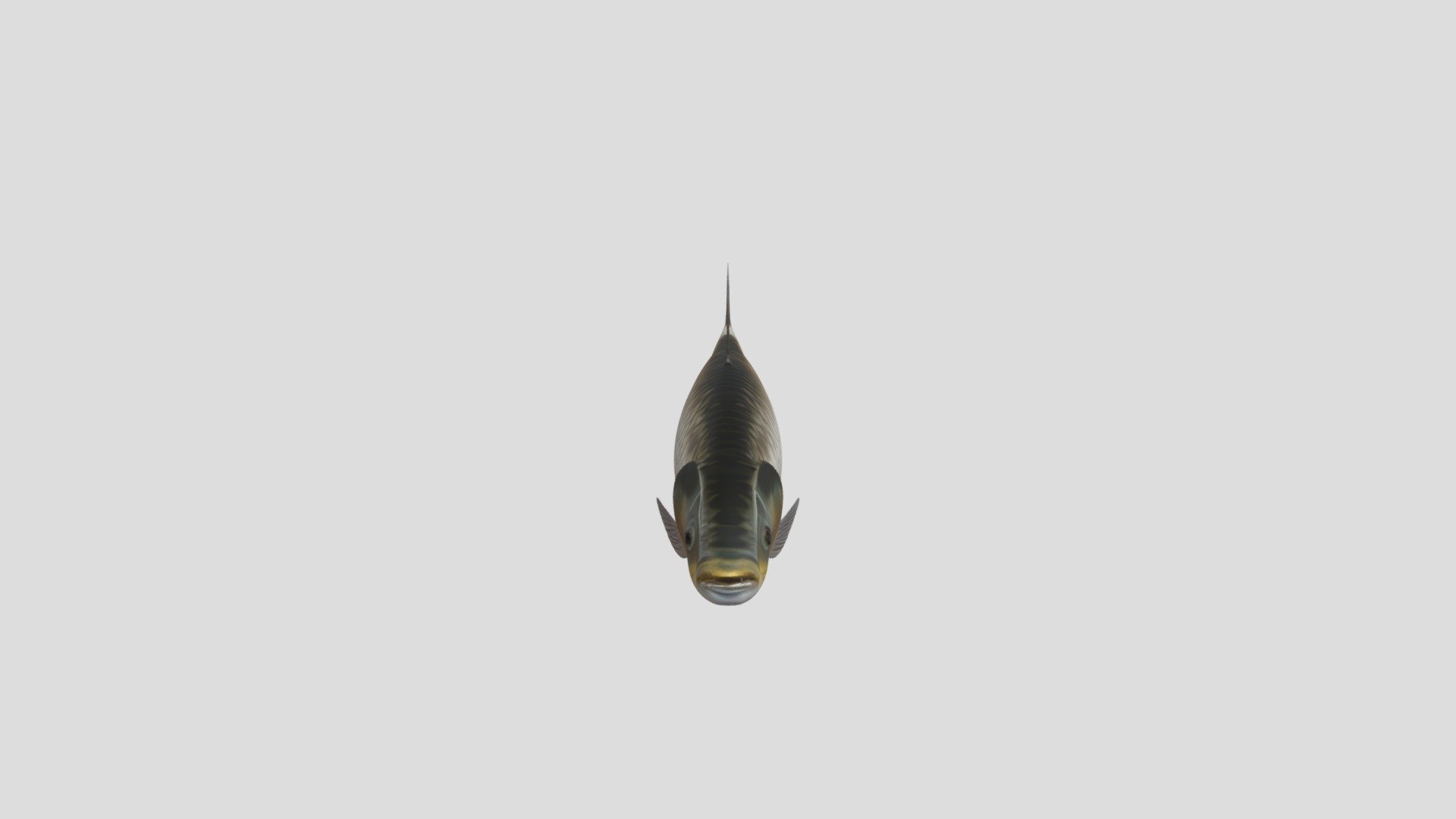 Grass carp - Download Free 3D model by faerbogdan99 [ddb9df9] - Sketchfab