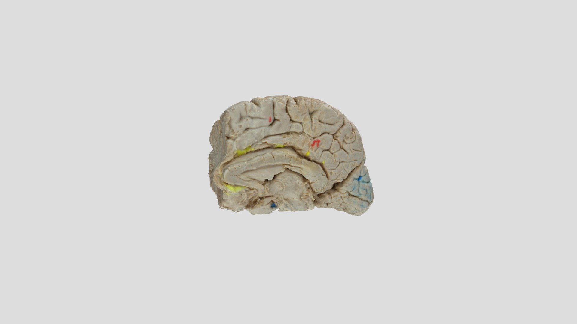 Brain - hemisphere - 3D model by kucharm [ddbafca] - Sketchfab