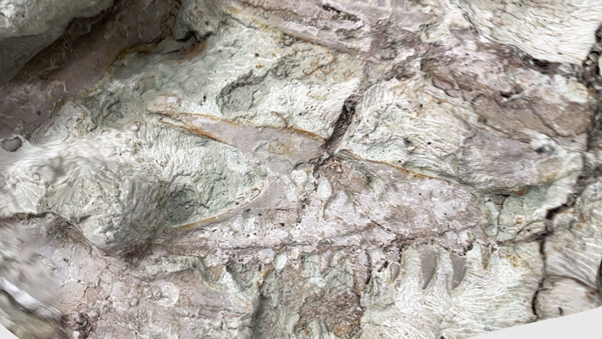 Utahraptor teeth - Download Free 3D model by High Plains Rifter ...