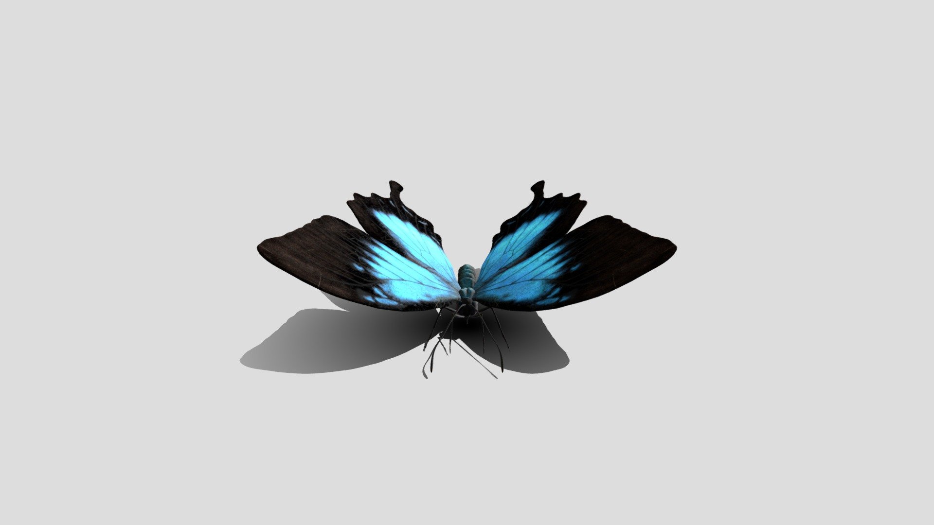 Butterfly - Download Free 3D model by SDPM Esare (@sdpm) [ddc9ee9 ...