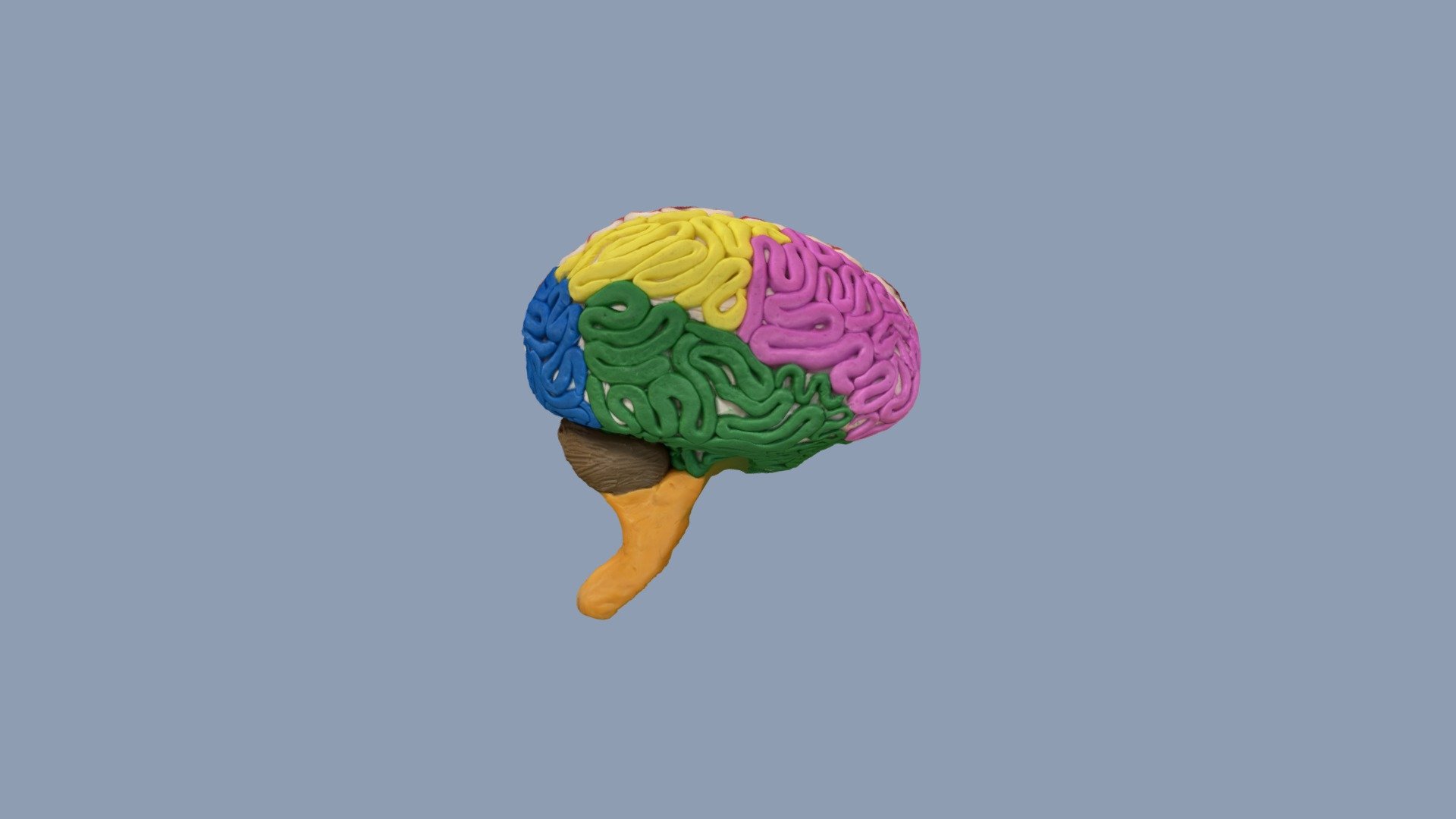 THE BRAIN - 3D model by cm902 [ddcaa58] - Sketchfab