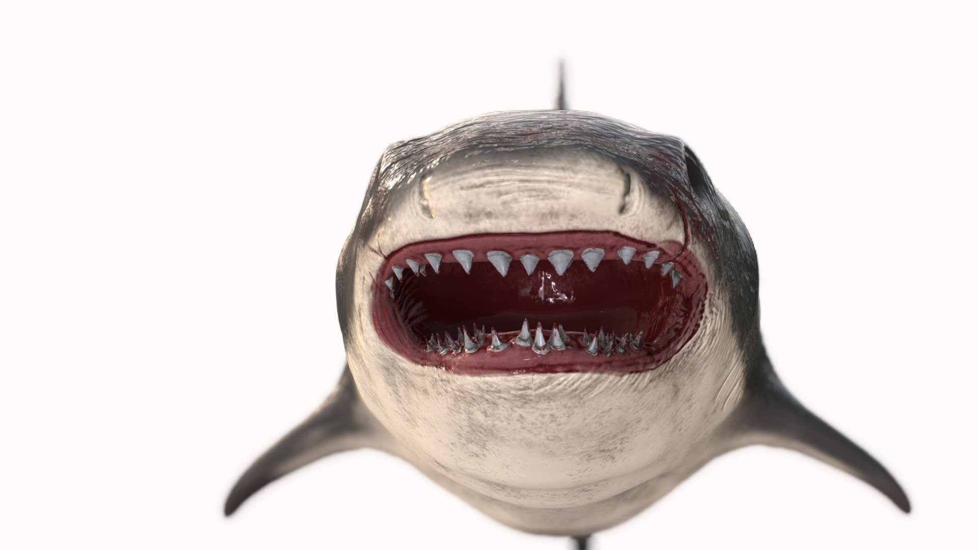 FREE Shark Megalodon - HQ/UV/TEXTURES 4K - Download Free 3D model by ...