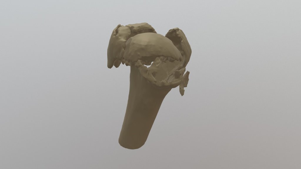 4-Part Fracture - 3D model by E-LISA [ddd6017] - Sketchfab