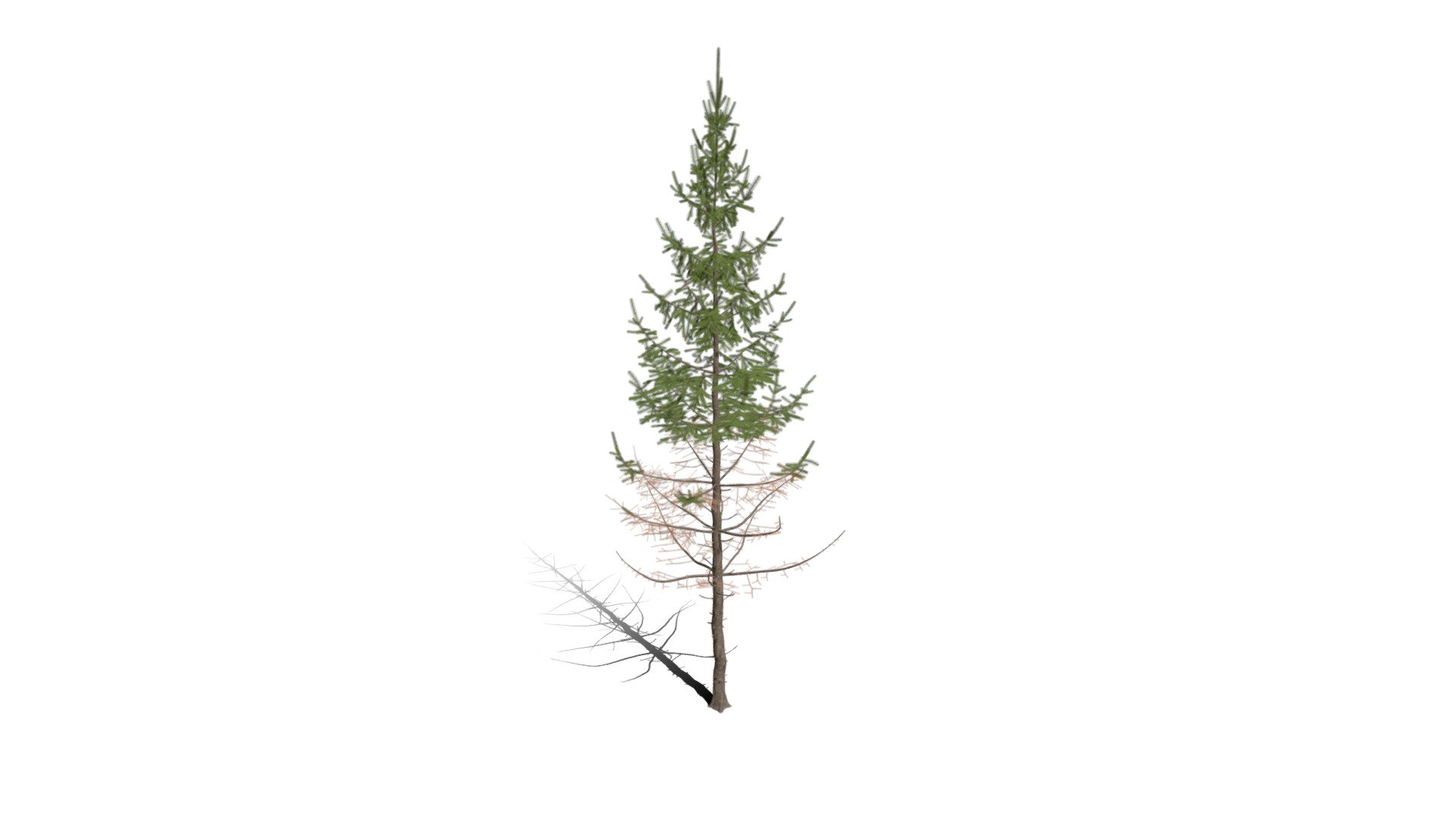 Realistic HD Norway spruce (22/43) - Download Free 3D model by ...