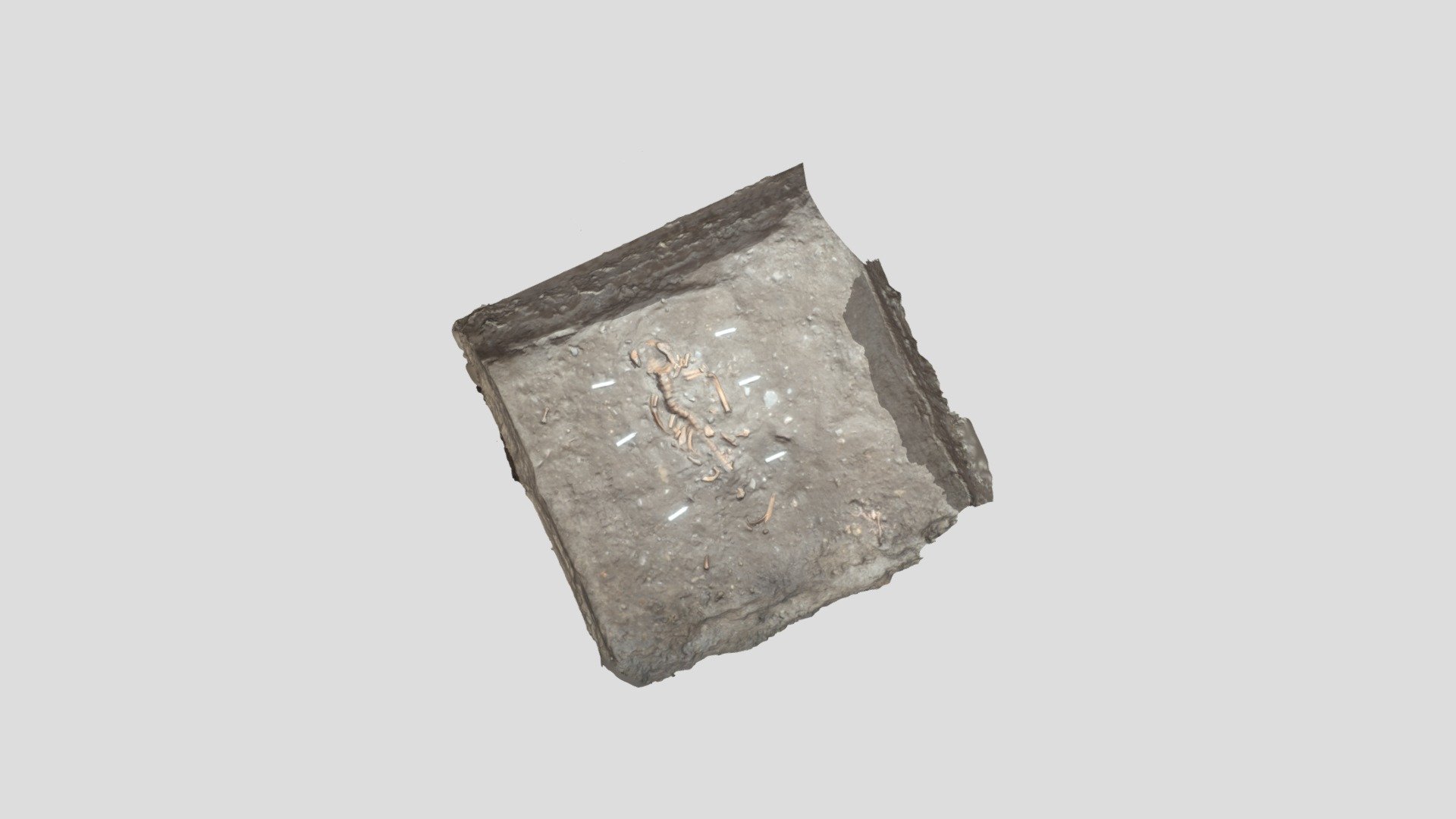 23-788 Tongerlo Fase 2 _ skelet 1 - 3D model by Condor Archaeological ...