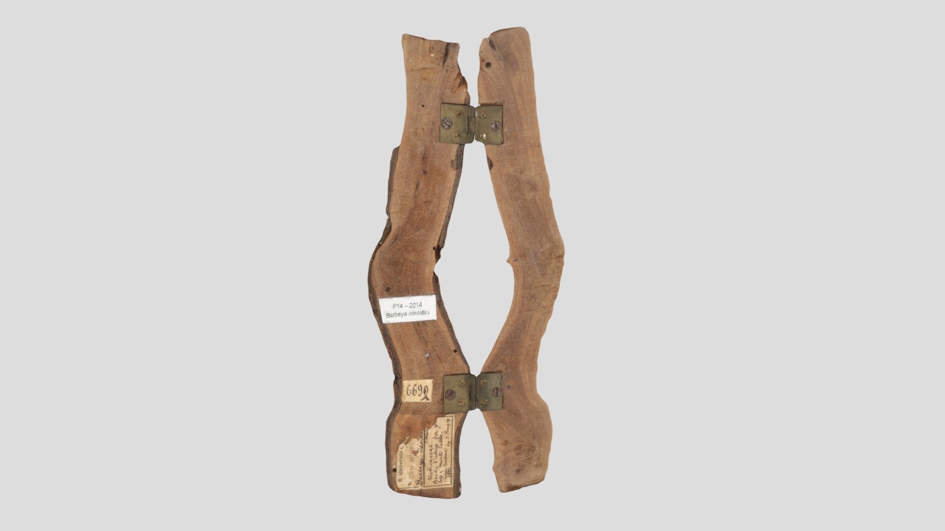 Wood Collection, Xylarium sample #11 - 3D model by SMA-UniGe [ddf2fc2 ...