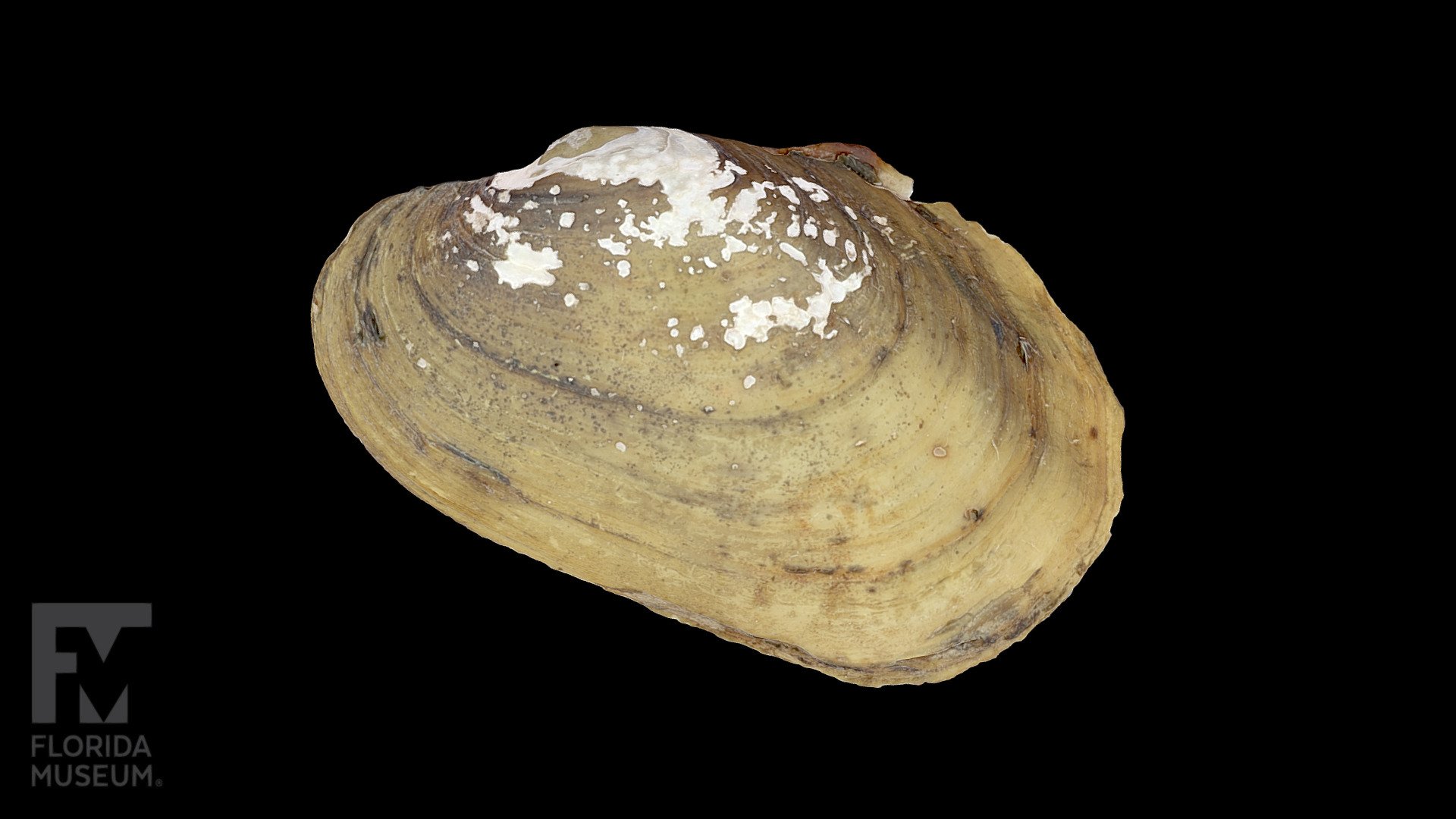 Arkansas fatmucket - Freshwater Mussel - 3D model by FloridaMuseum ...