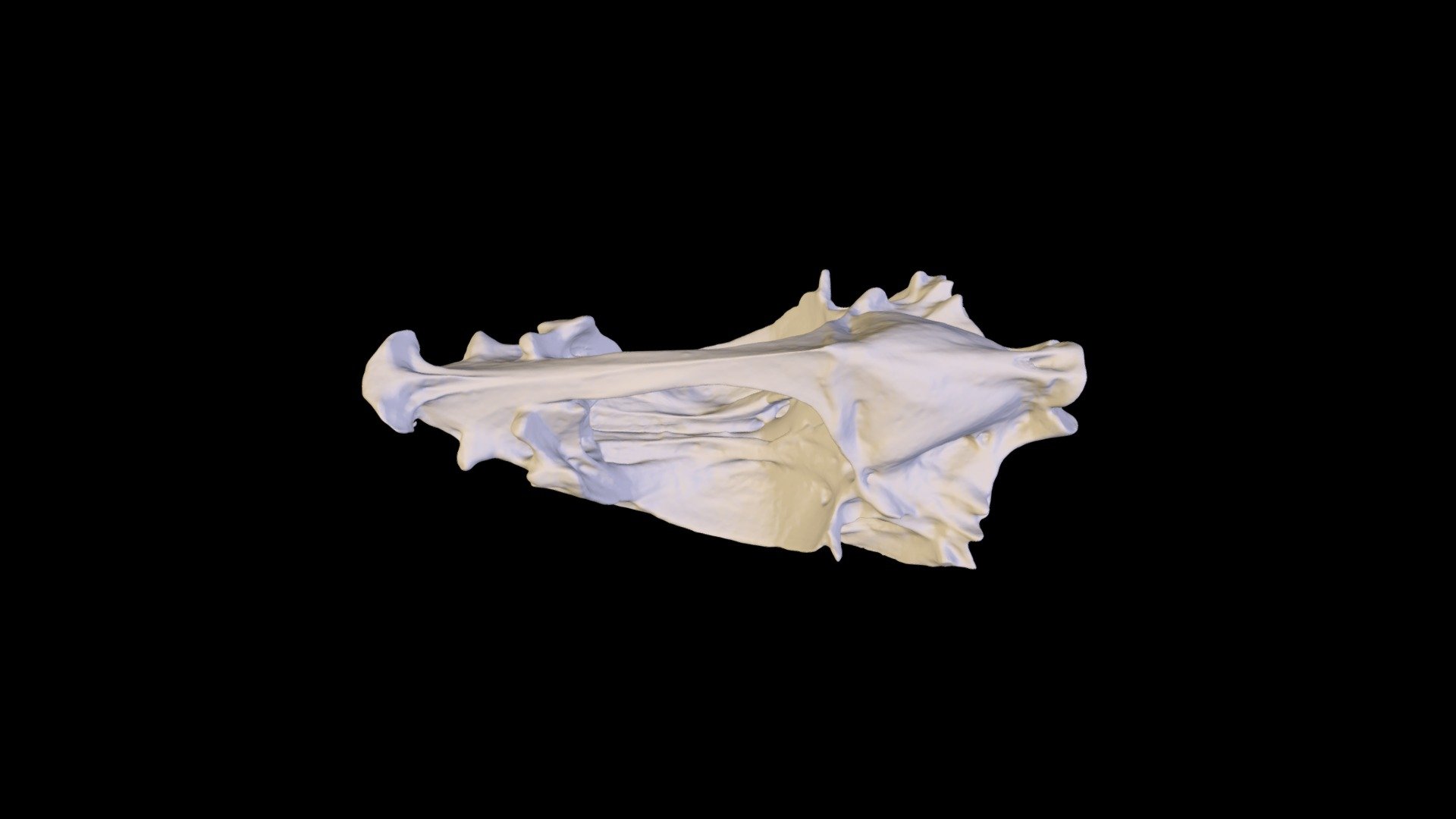N. Red Snapper (Lutjanus campechanus) Skull - 3D model by Ajani ...