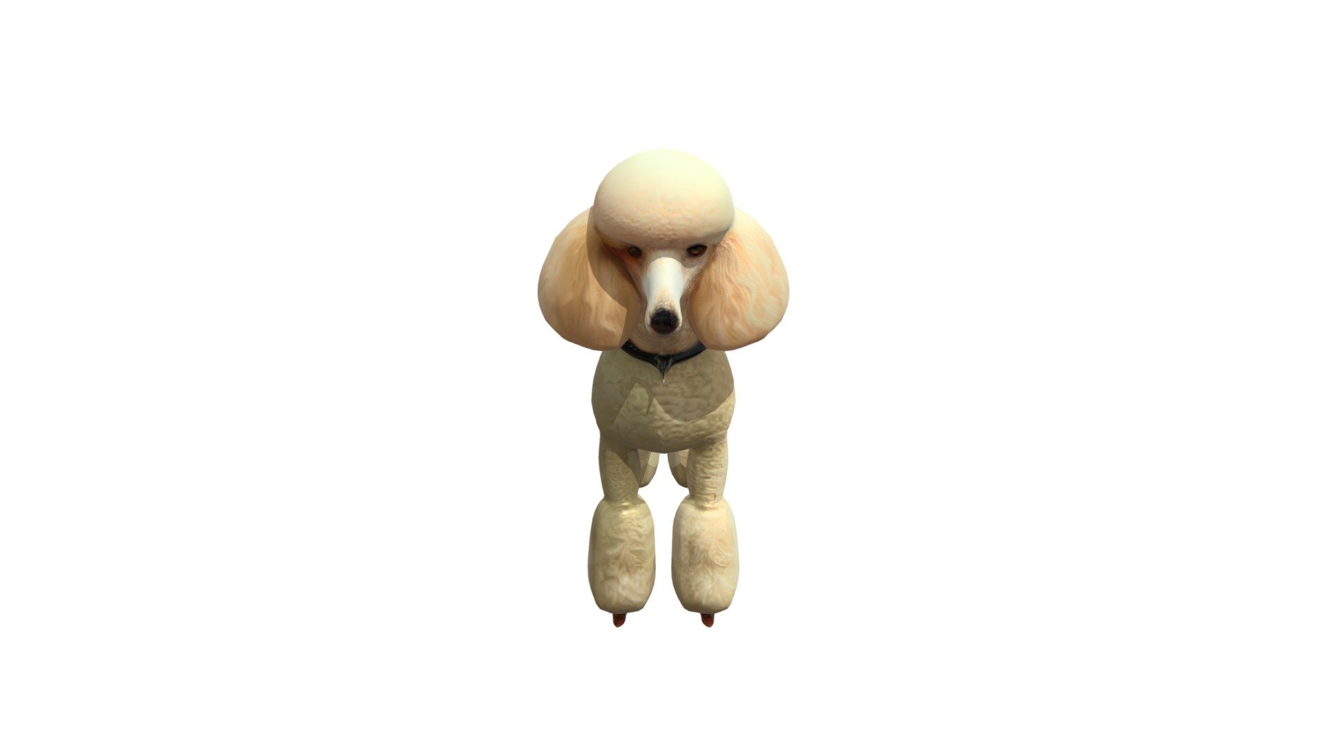 Poodle dog - 3D model by Master 3D-PT (@3D-PT) [de05d2e] - Sketchfab