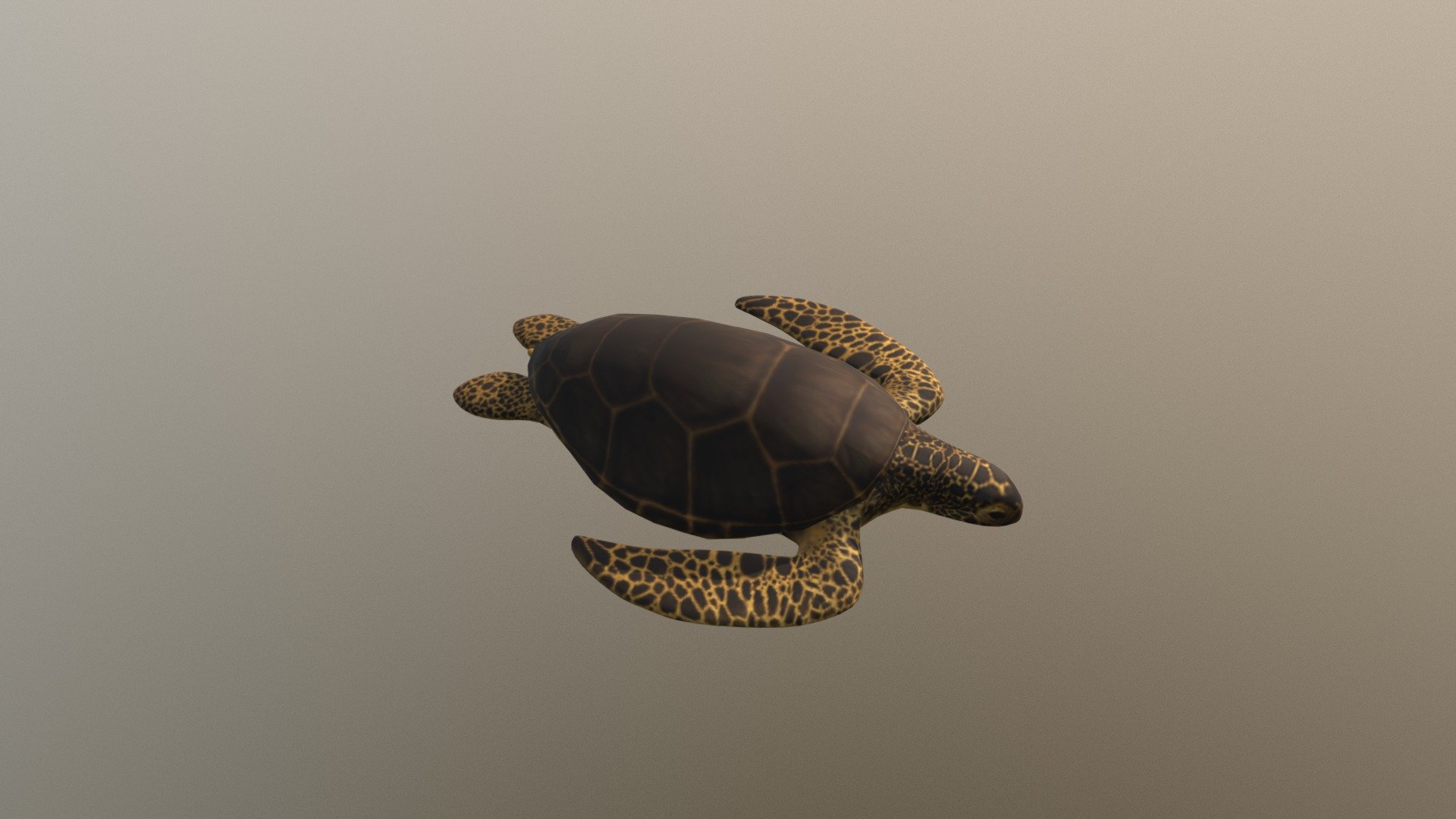 Tortuga - 3D model by pipax13 [de07918] - Sketchfab